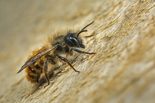 Could Climate Change Lead to The Extinction of Bees? - Newsweek