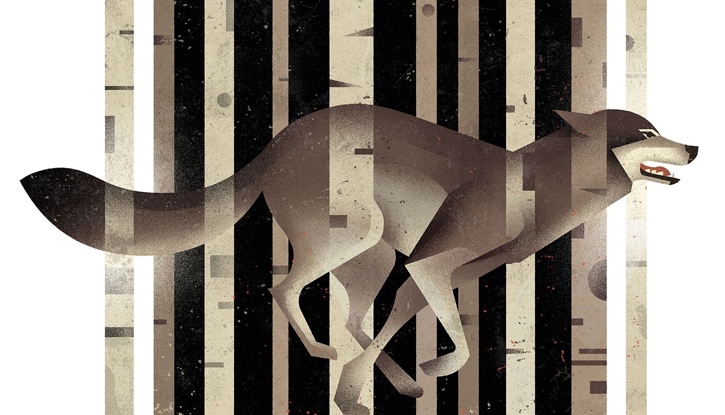 OR-7 Wolf: Can the Legendary Border Crosser Save His Endangered Species ...