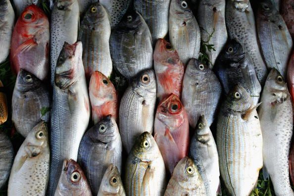 35 Percent of Fish Caught for Food Is Never Eaten - Newsweek