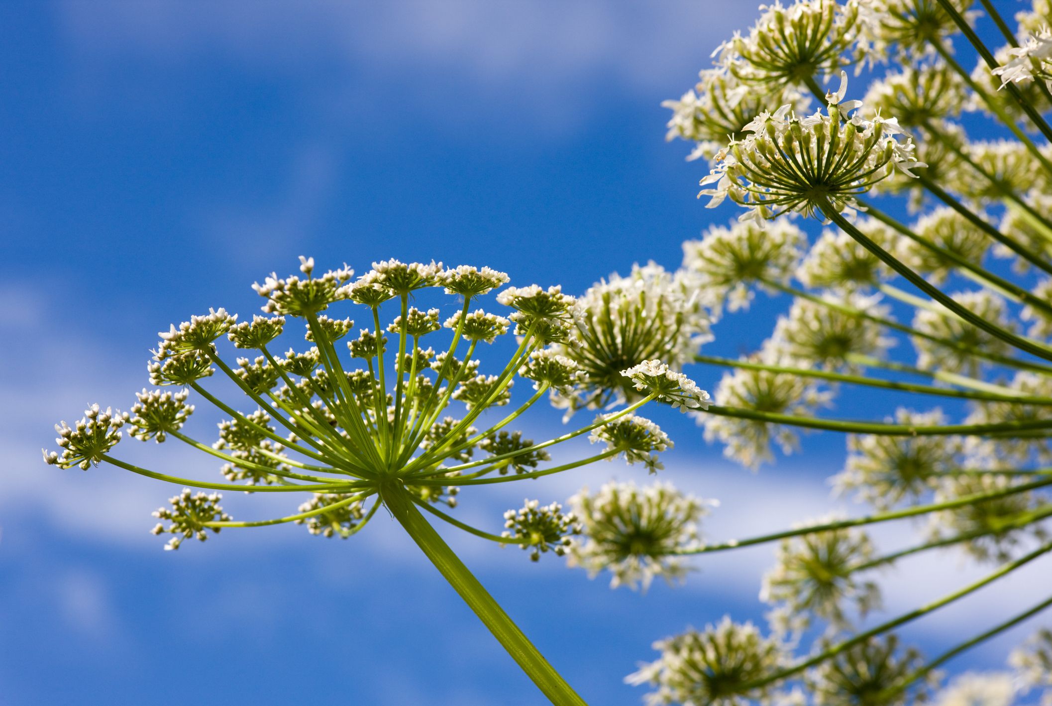 Giant Hogweed Plant Sends Virginia Teenager to Hospital with Third ...