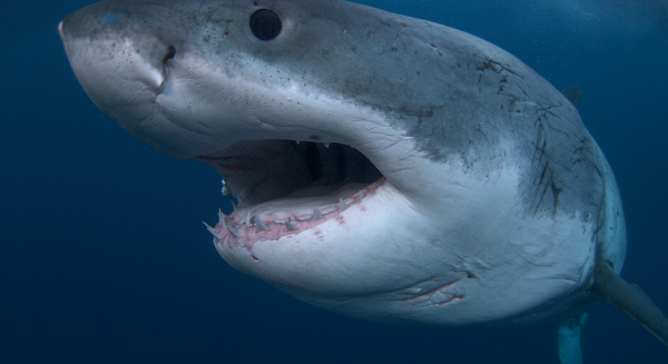 When Does Shark Week Start In 2018 Complete TV Schedule Of Discovery When Does Shark Week Start In 2018 Complete TV Schedule Of Discovery