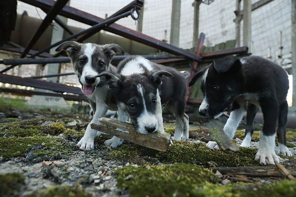 Meet the Dogs of Chernobyl: These Wild Animals Are Up for Adoption ...