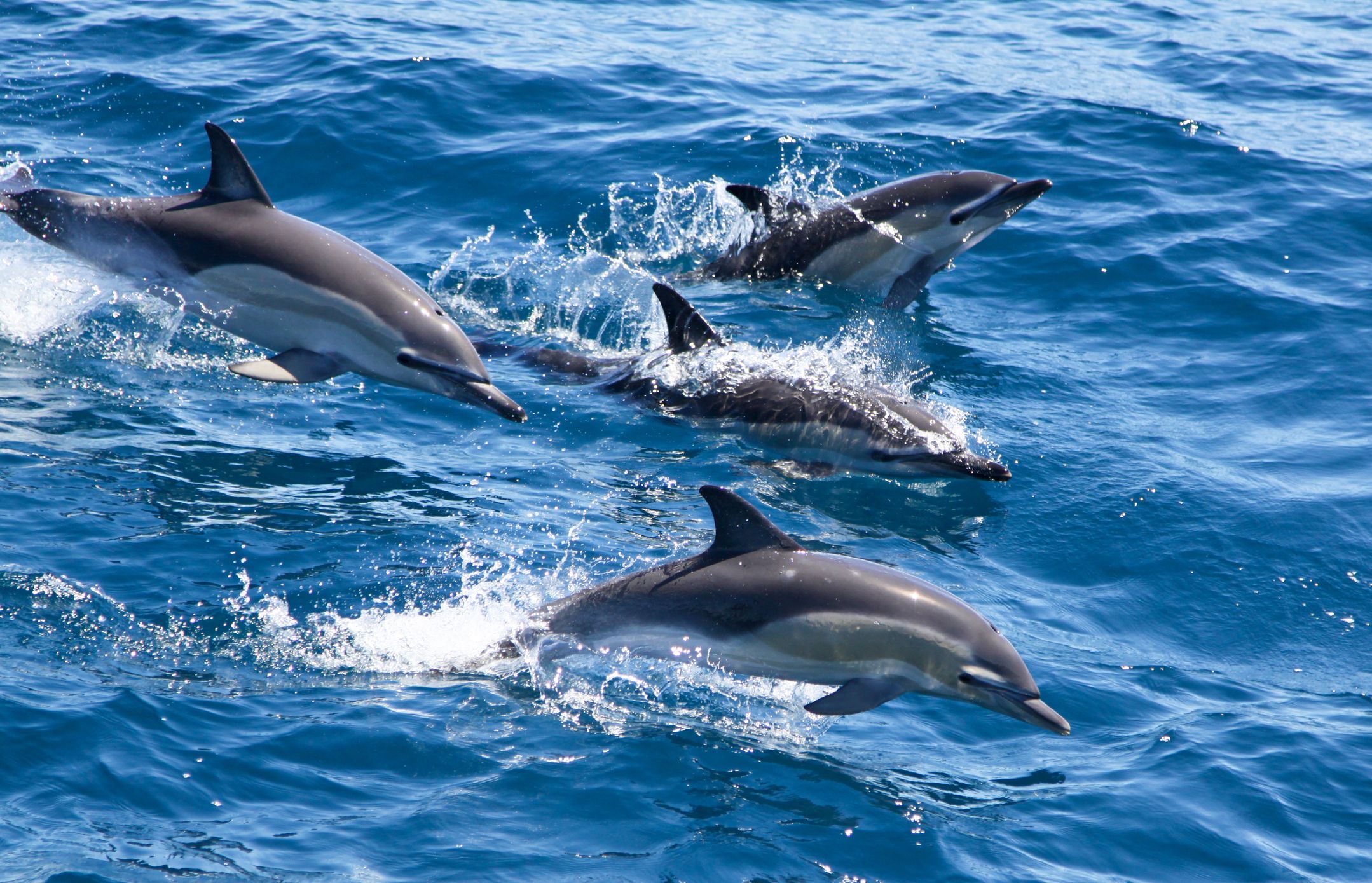 Watch Superpod Of 1 000 Hungry Dolphins Races Through Monterey Bay In