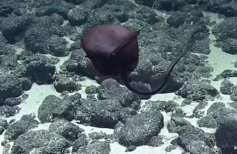 Gulper Eel Gulper Eel (umbrella Mouth) – KEN V.