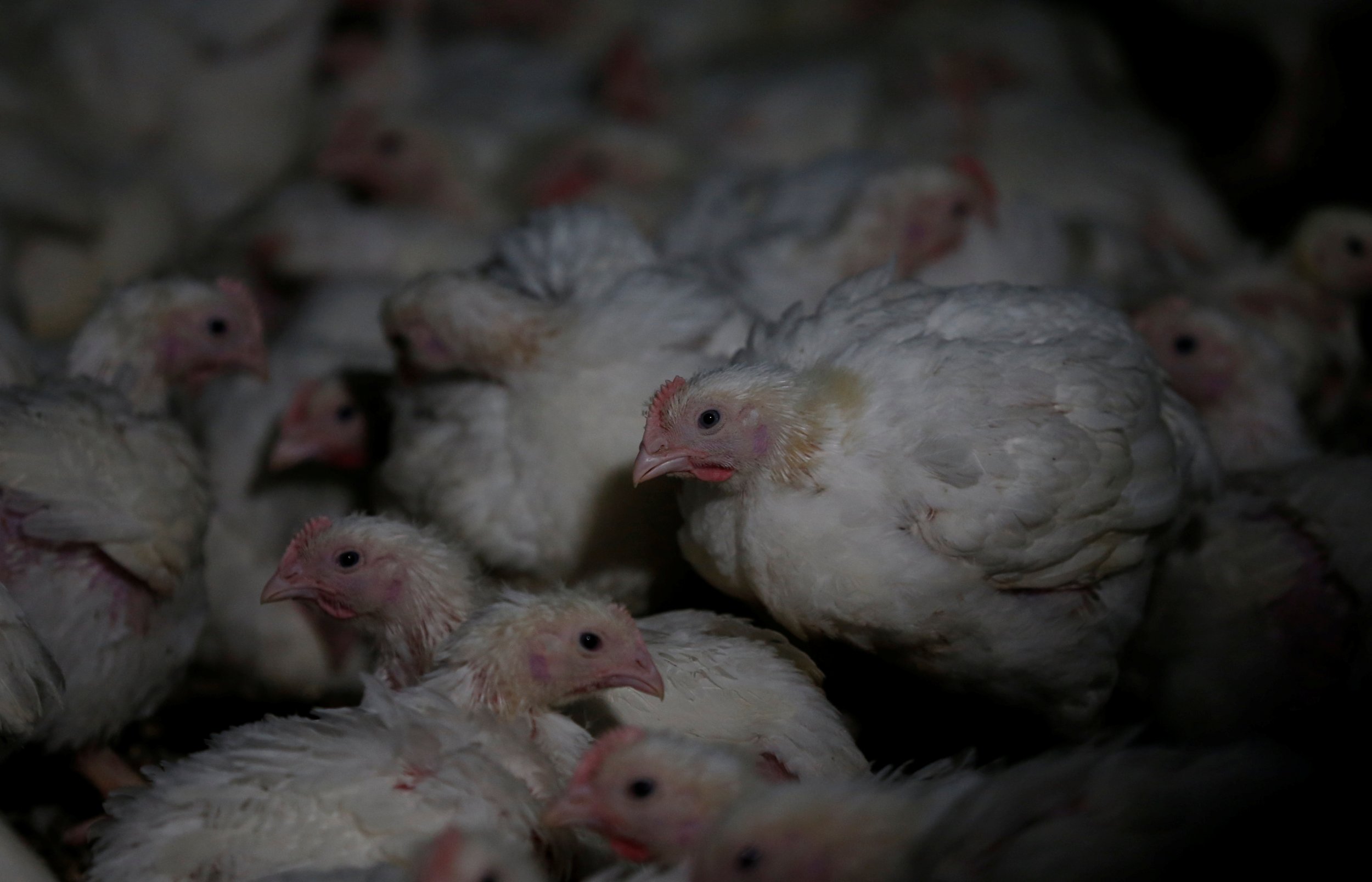 Animal Rights Activists Accused of Stealing Chickens From California ...