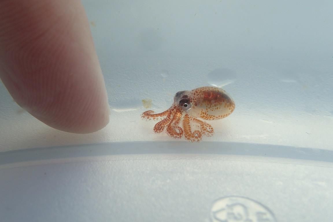 These Adorable Baby Octopuses Were Rescued From Plastic Trash Off These Adorable Baby Octopuses Were Rescued From Plastic Trash Off