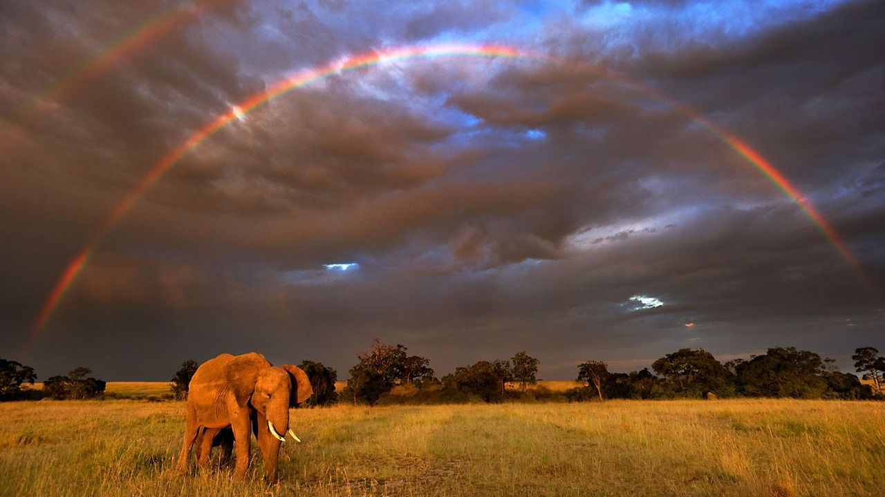 Netflix's 'Our Planet': 2019 Release Date for WWF Collaboration From ...