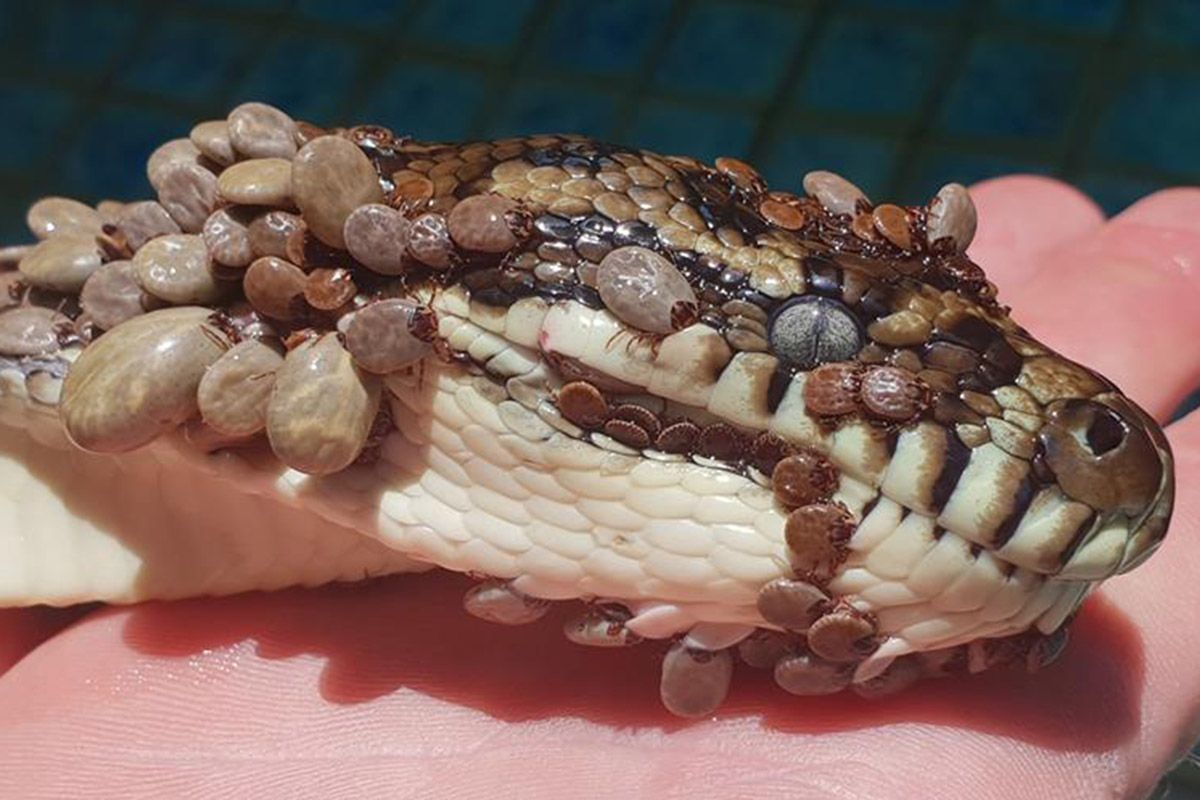 Pictures Showing Python Covered With 500 Ticks Go Viral It Felt Like Holding A Bag Of Marbles 