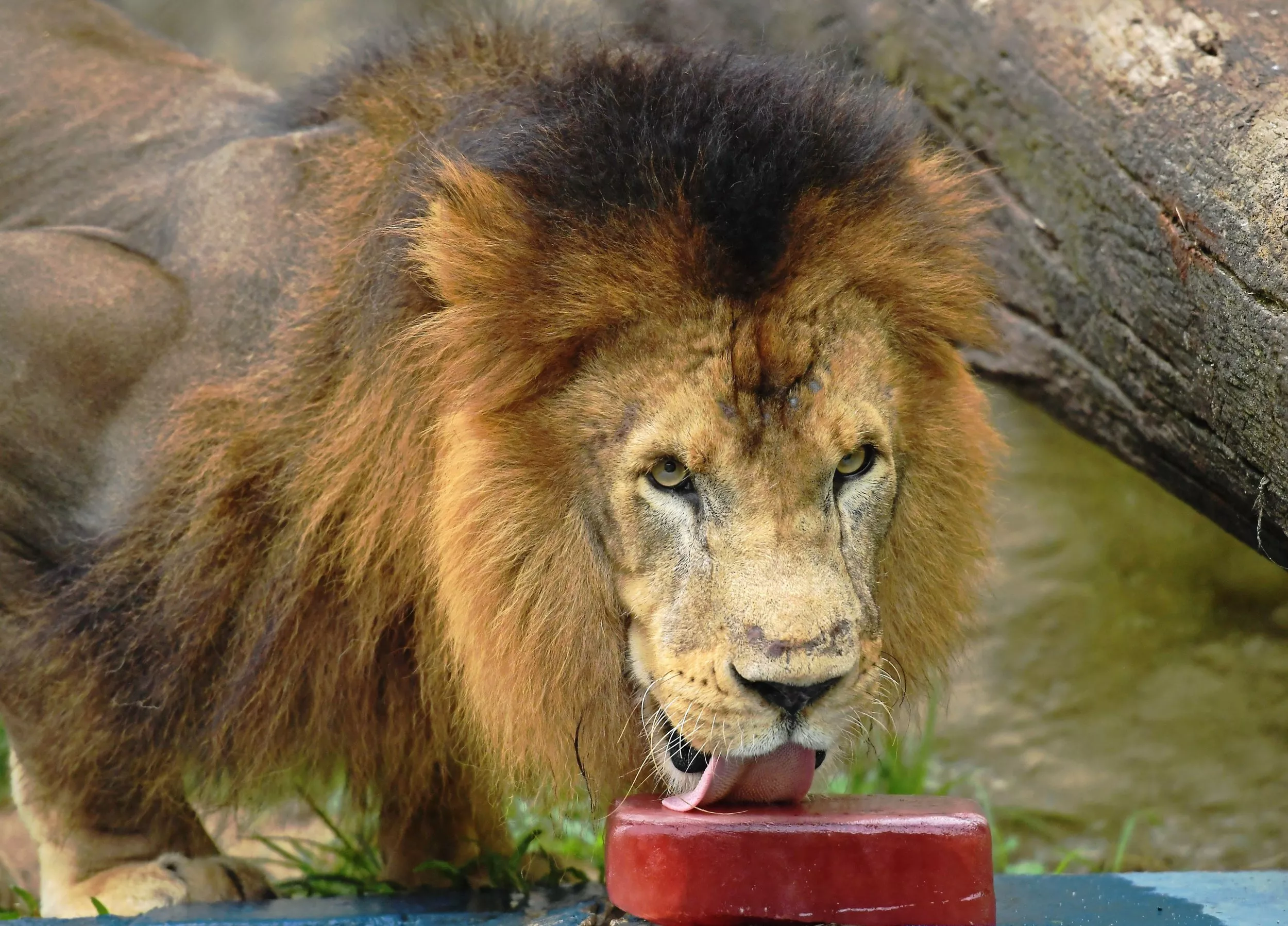 Lion Eating Man In Front Of Family