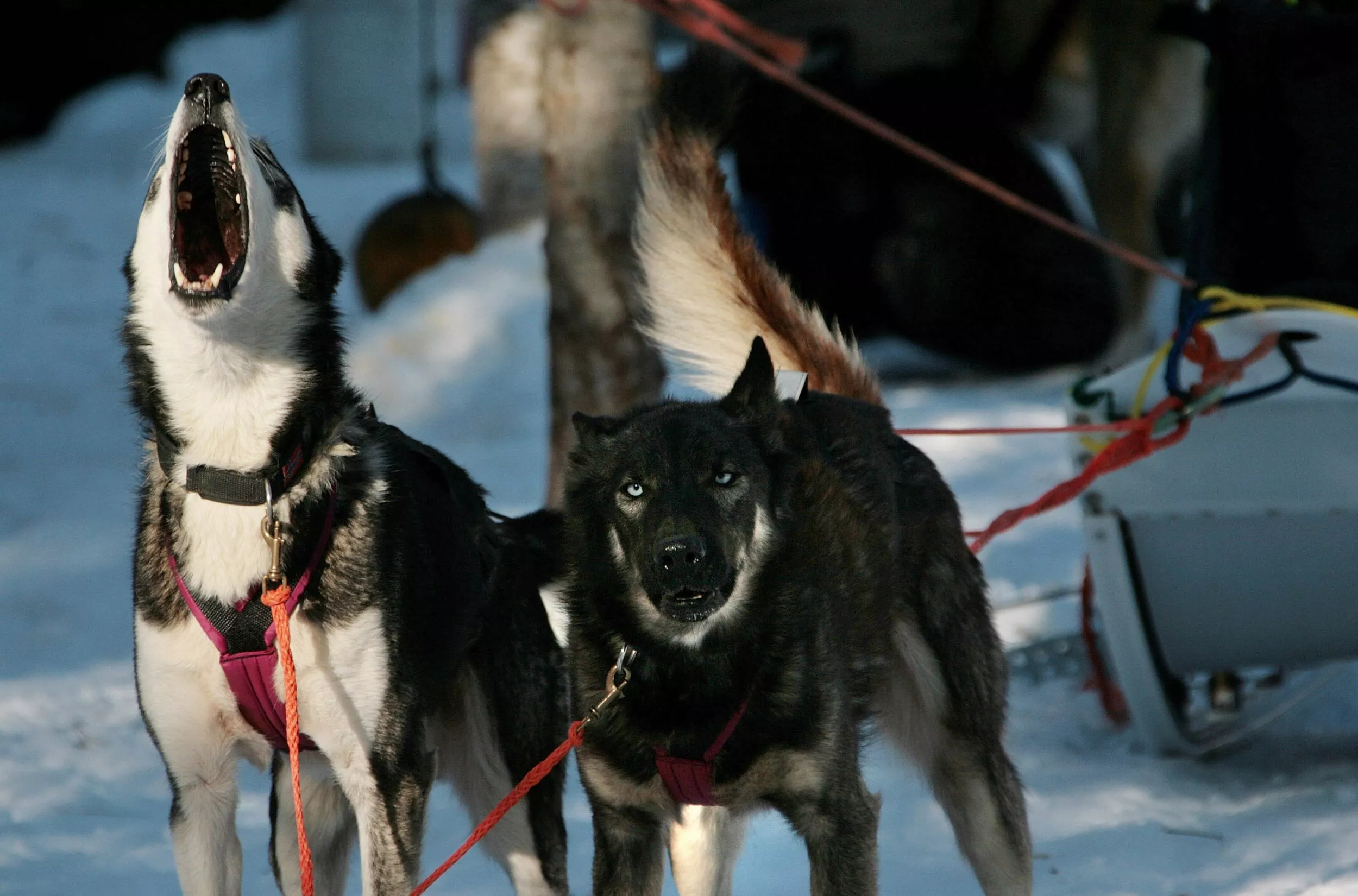 How Many Dogs Have Died In The Iditarod Race