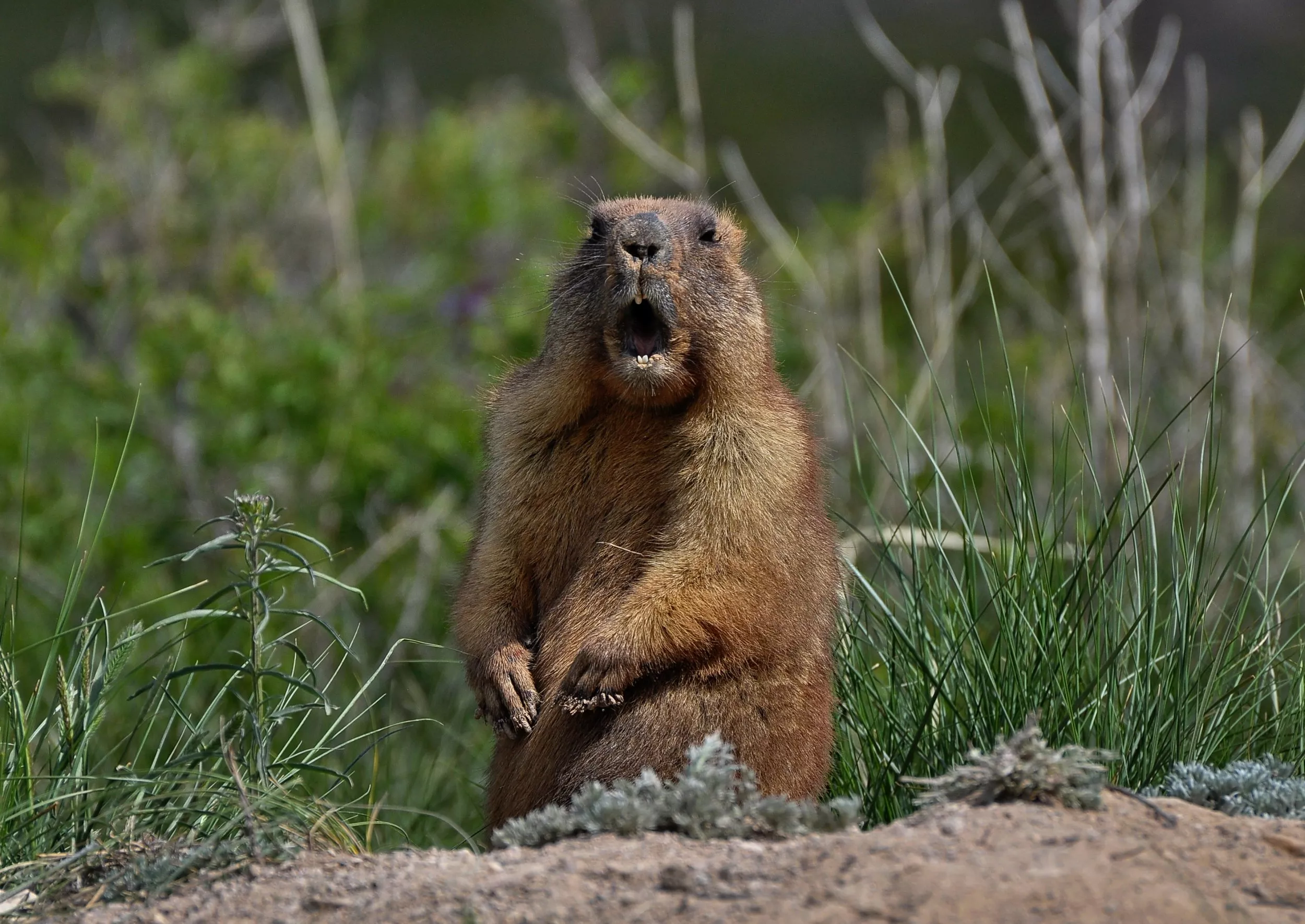Mongolian Marmot