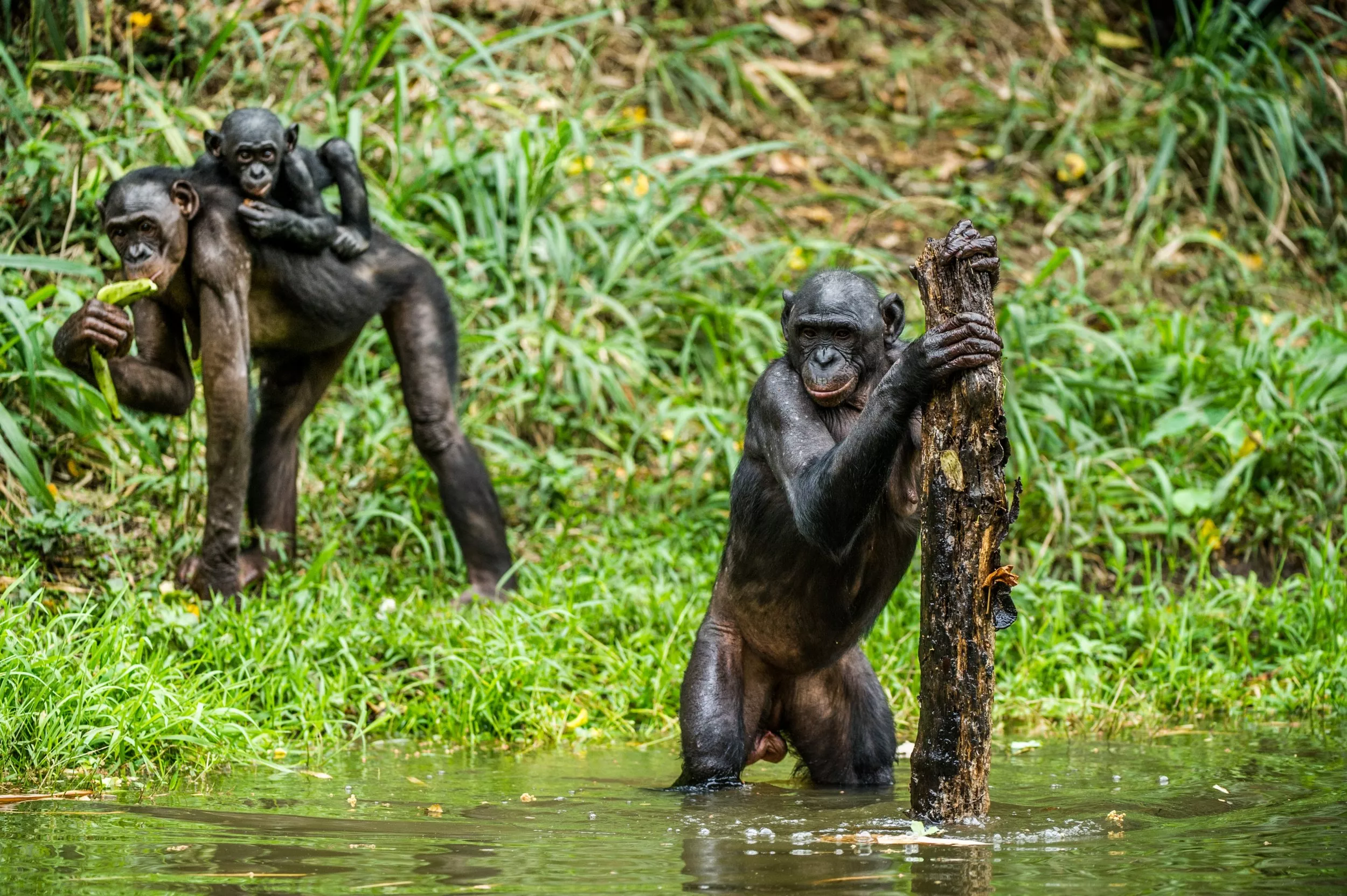 Copulating Bonobos