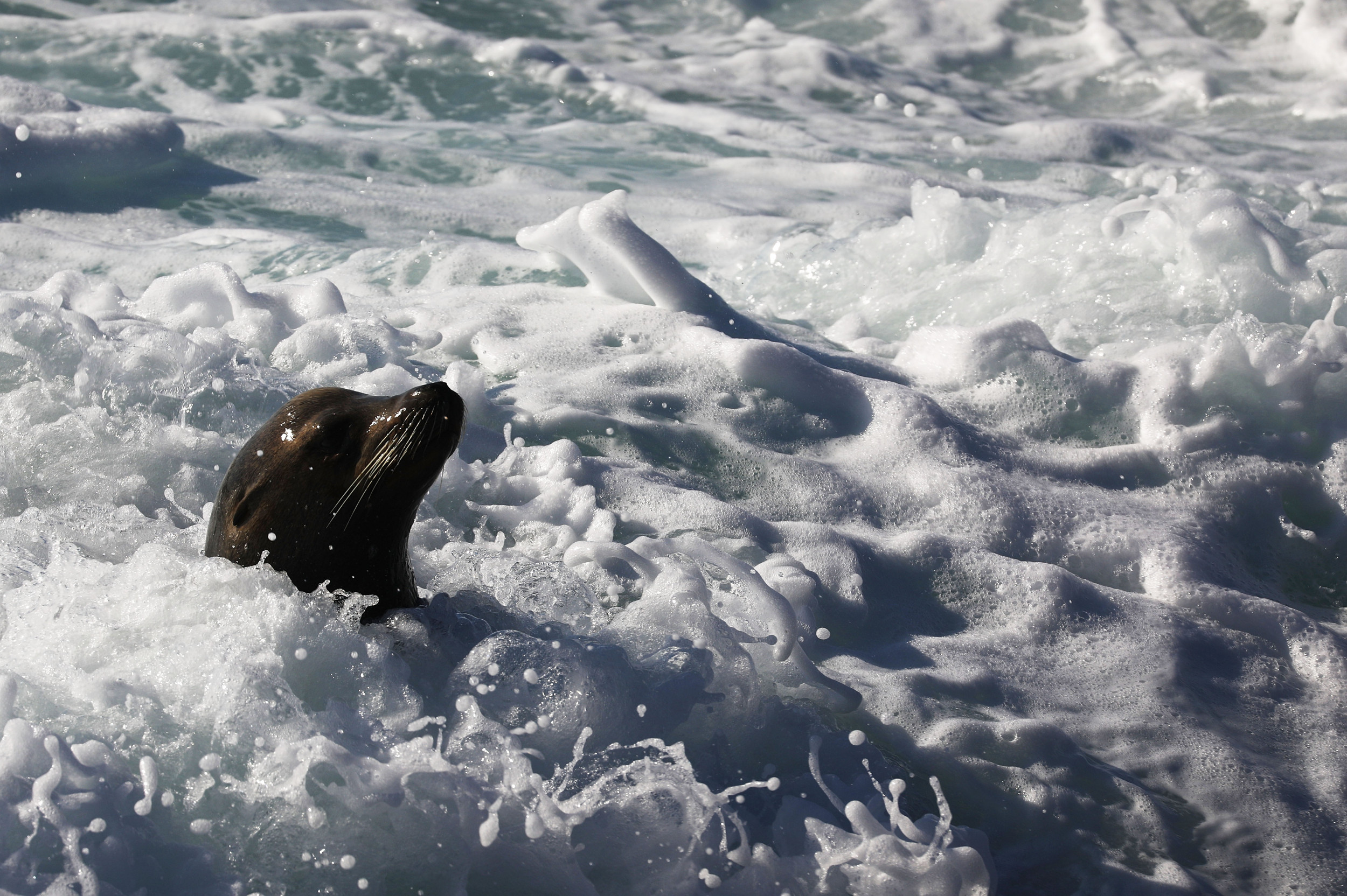 California Teenager Bitten by Sea Lion in 'Very Rare' Surprise Attack ...