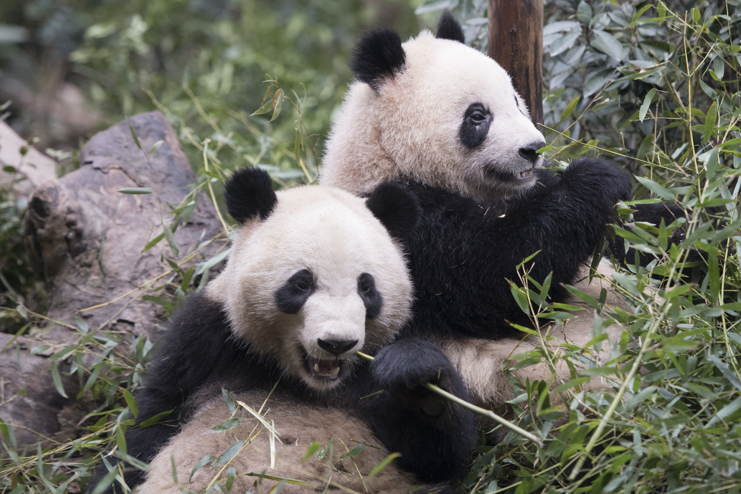 World s Heaviest Giant Panda Twins Weighing As Much As A Football