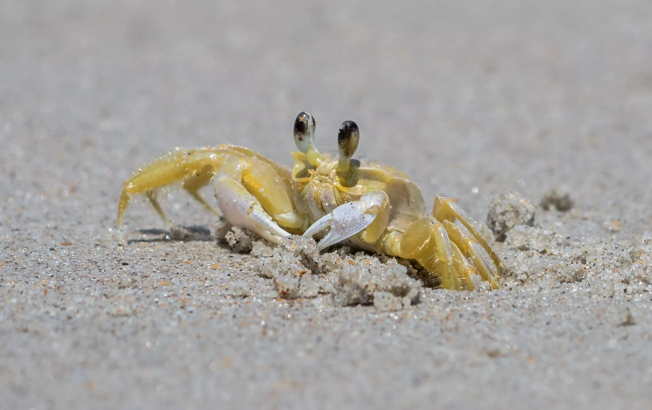Baby Ghost Crab