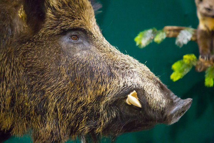Wild Hogs Animal Teeth