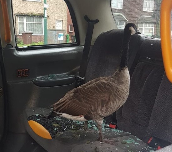 Goose Smashes Taxi Window, Perches on Back Seat: 'We Had to See It to ...