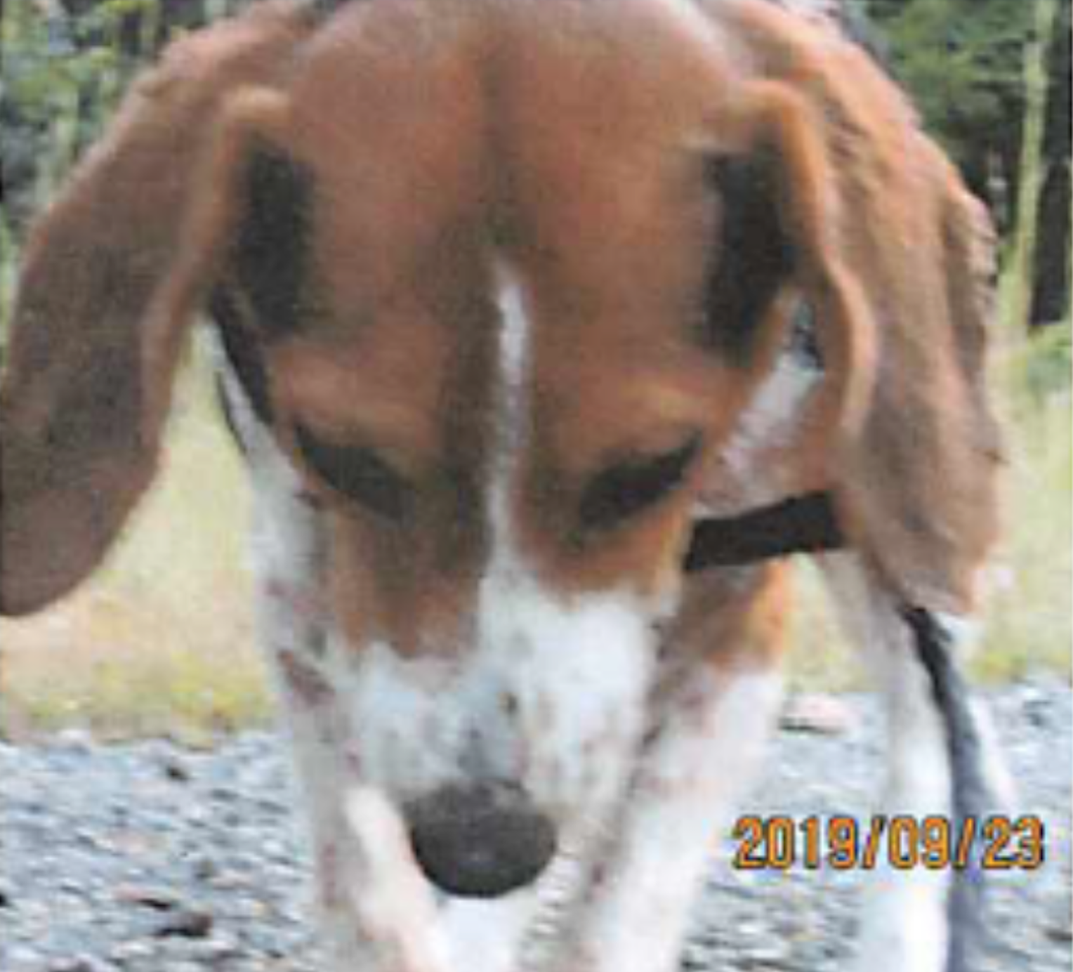 Pet Beagle Found Skinned Alive, $8,000 Reward Put Up for Information ...