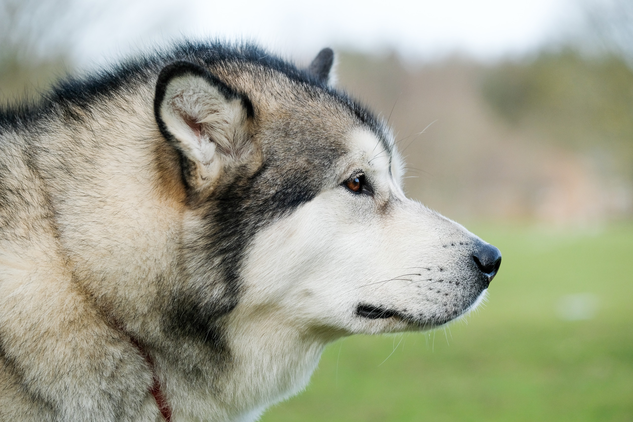 The 20 Most Obedient Large Dog Breeds Newsweek