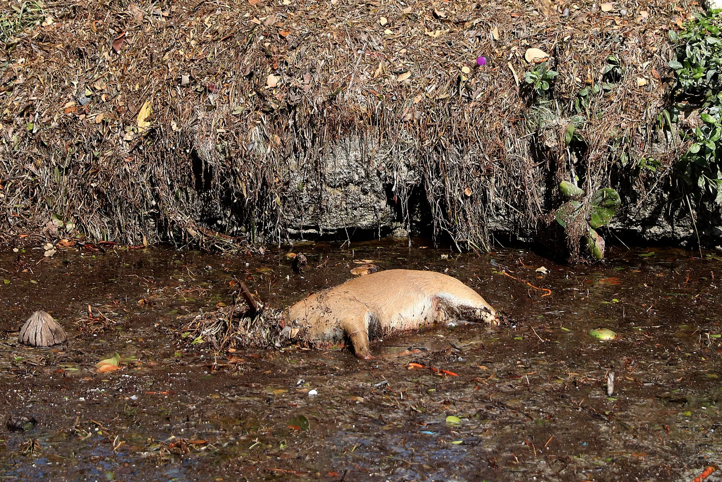 Soil Erosion By Animals