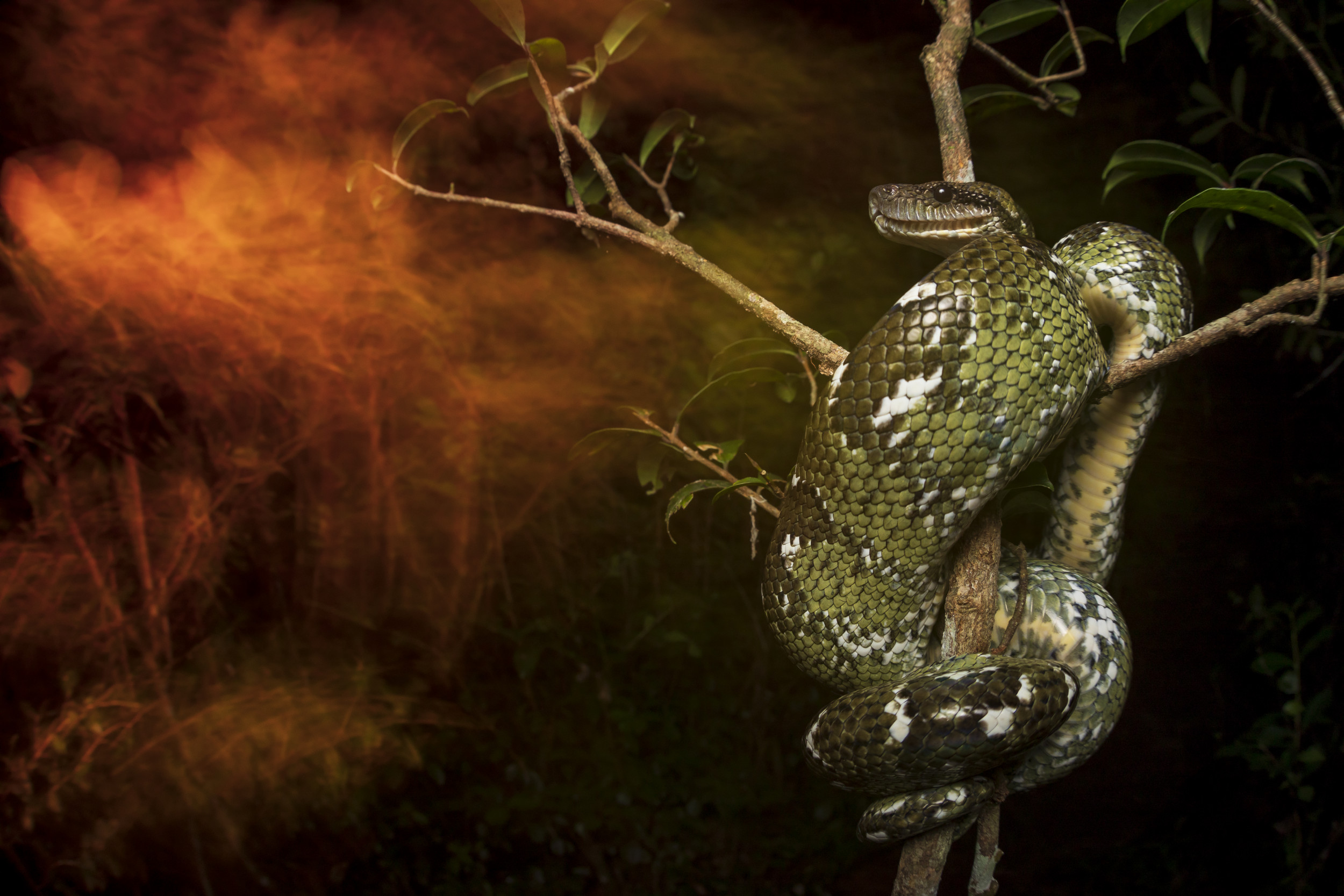 Haunting Image of Snake Twisted Round Madagascan Tree, Capturing Its ...