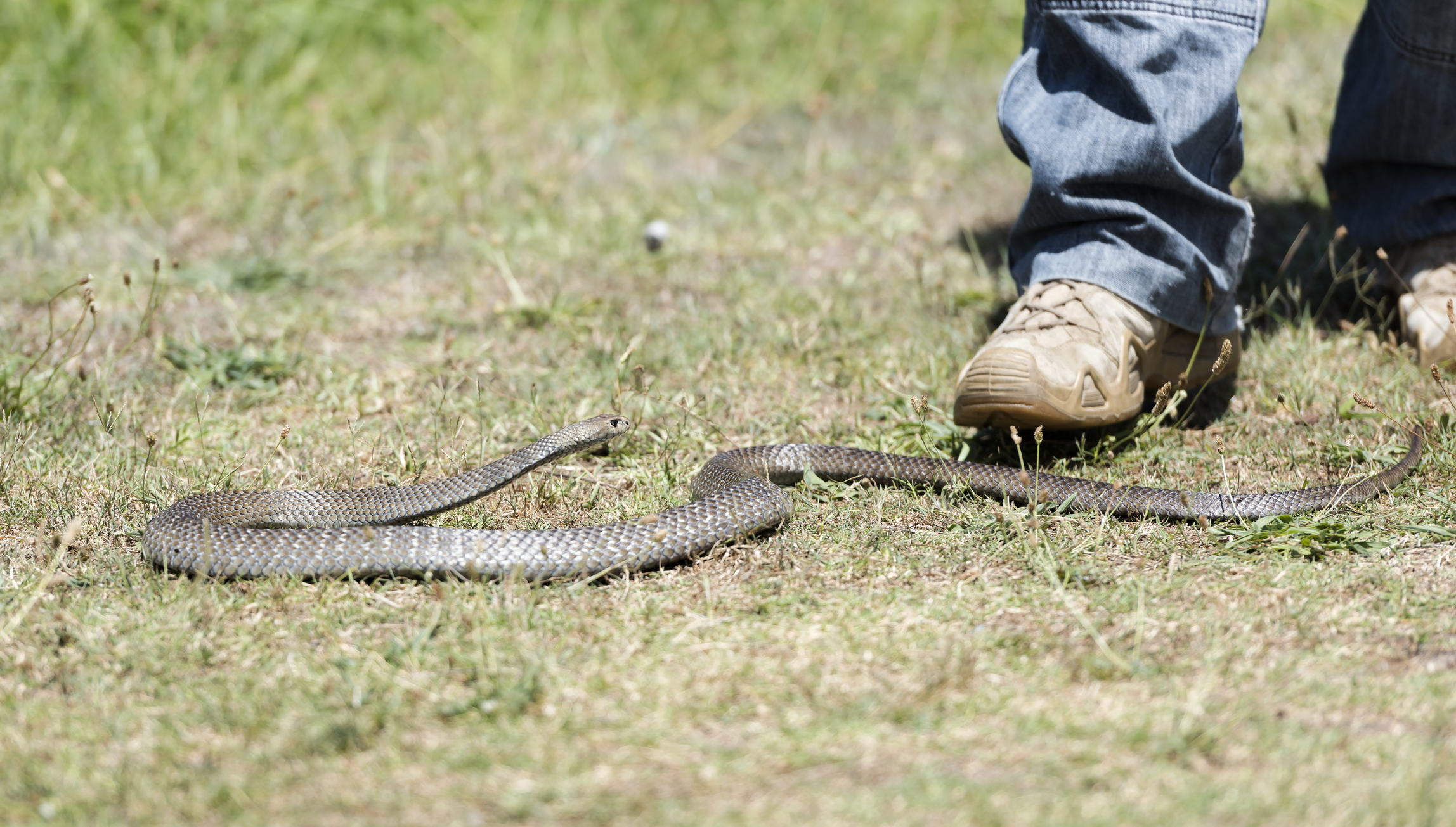 Boy Bitten By Highly Venomous Brown Snake On School Trip Survives ... Boy Bitten By Highly Venomous Brown Snake On School Trip Survives ...