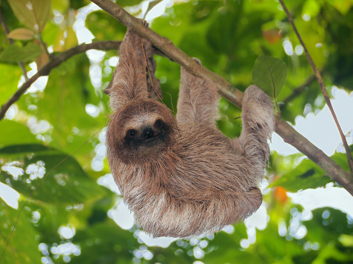 Baby Three Toed Sloth