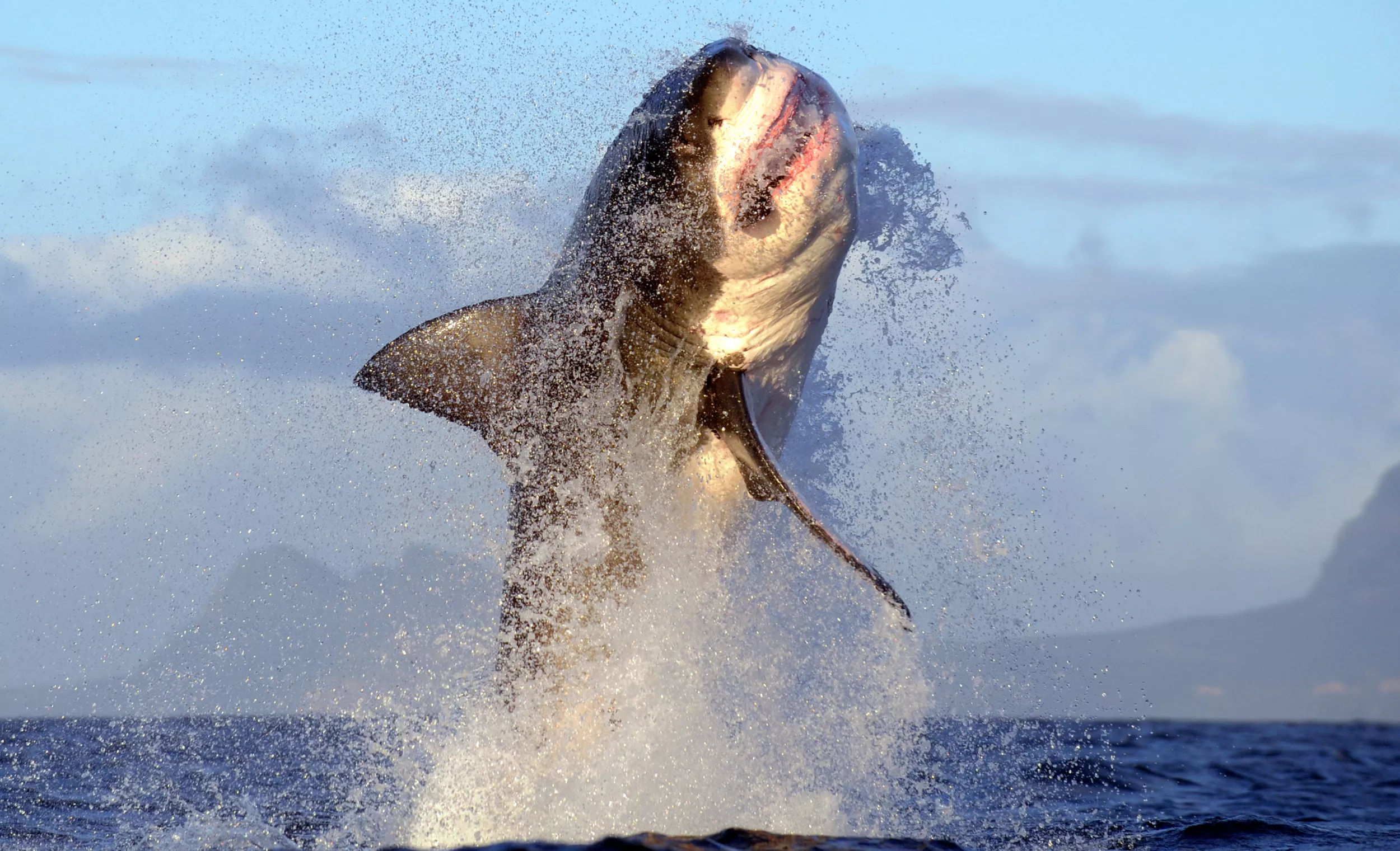 Great White Shark Jumping Out Of Water Planet Earth