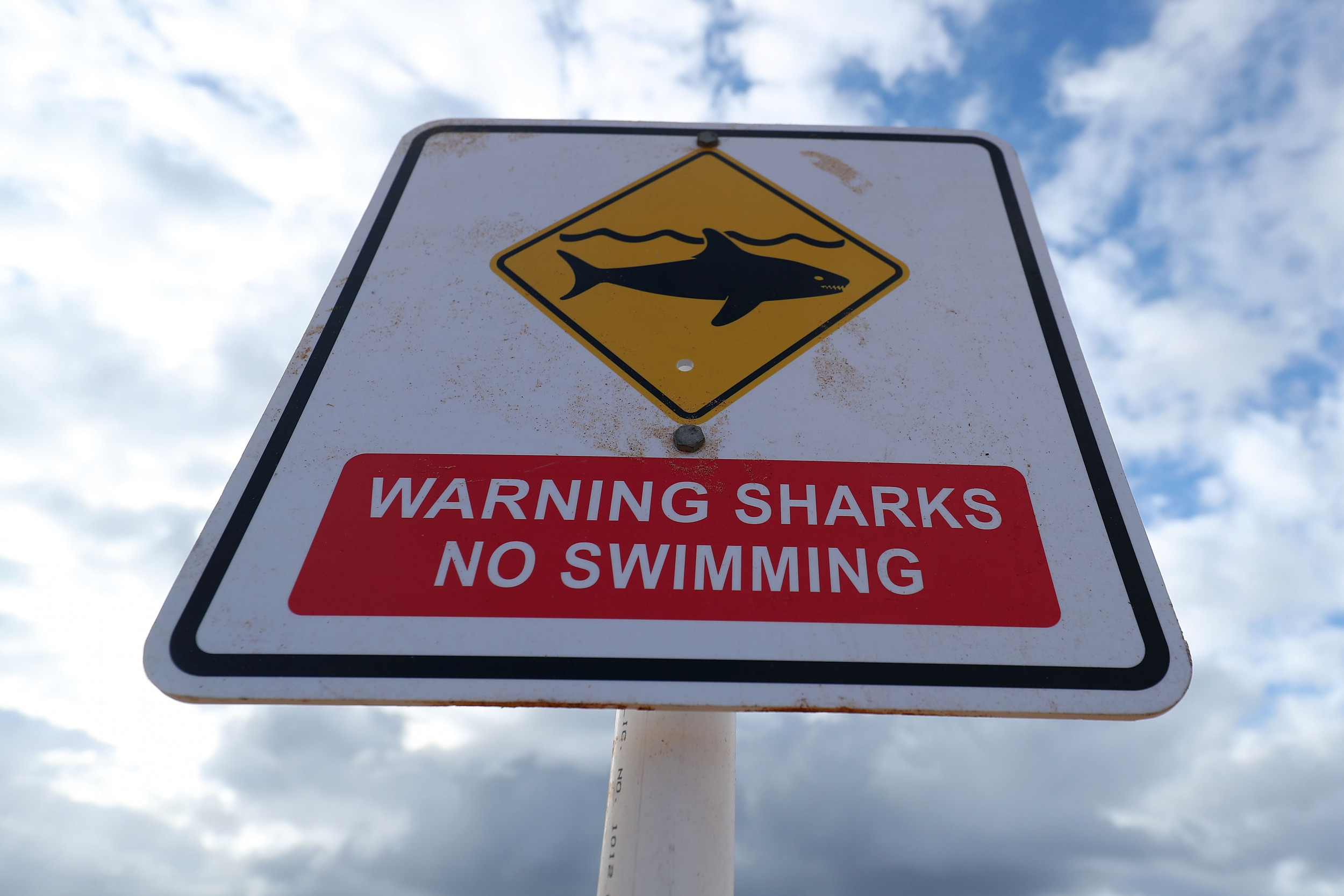 No Swimming Shark Sign