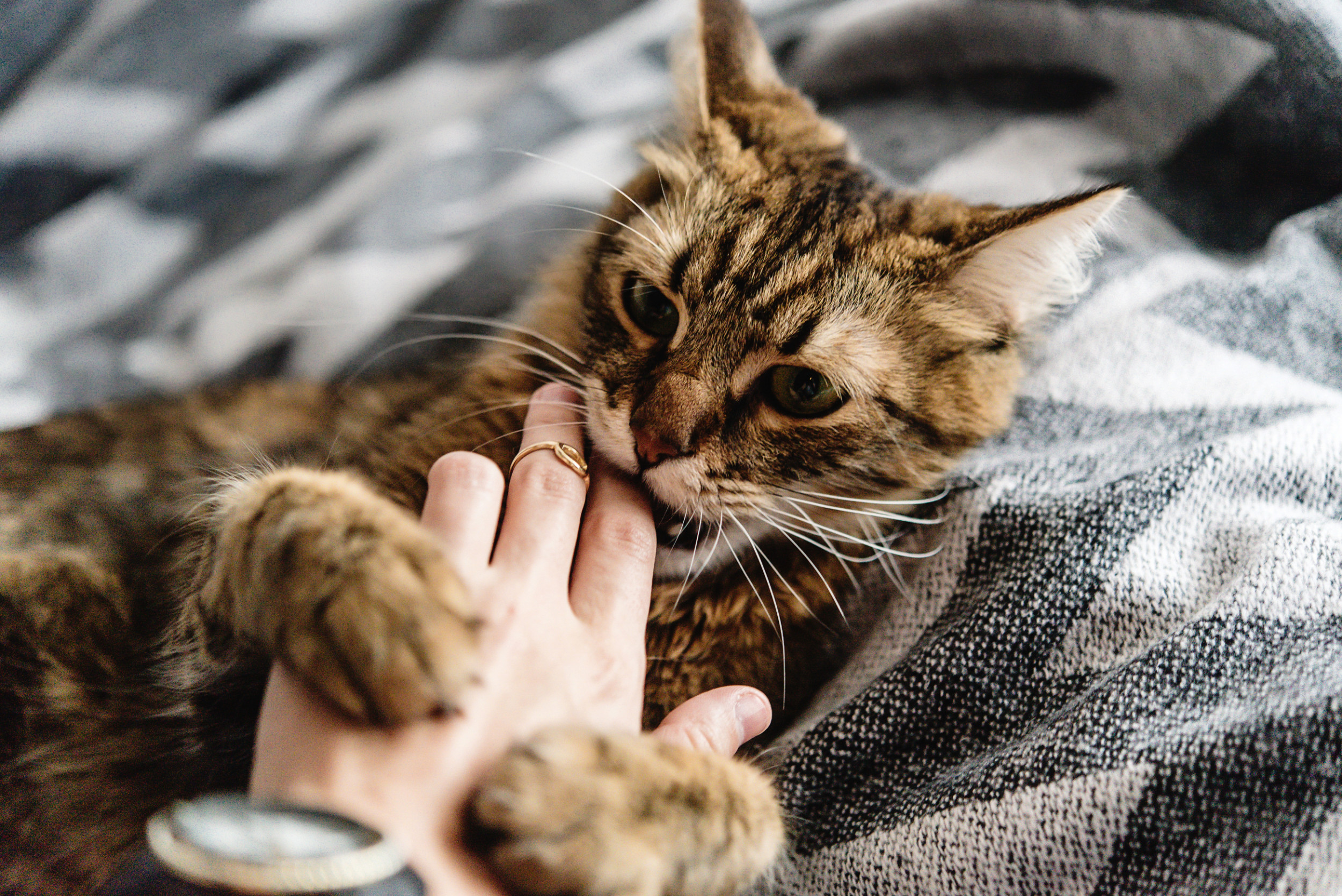 Grandmother Falls Into Coma And Dies After Lick From Pet Cat Grandmother Falls Into Coma And Dies After Lick From Pet Cat