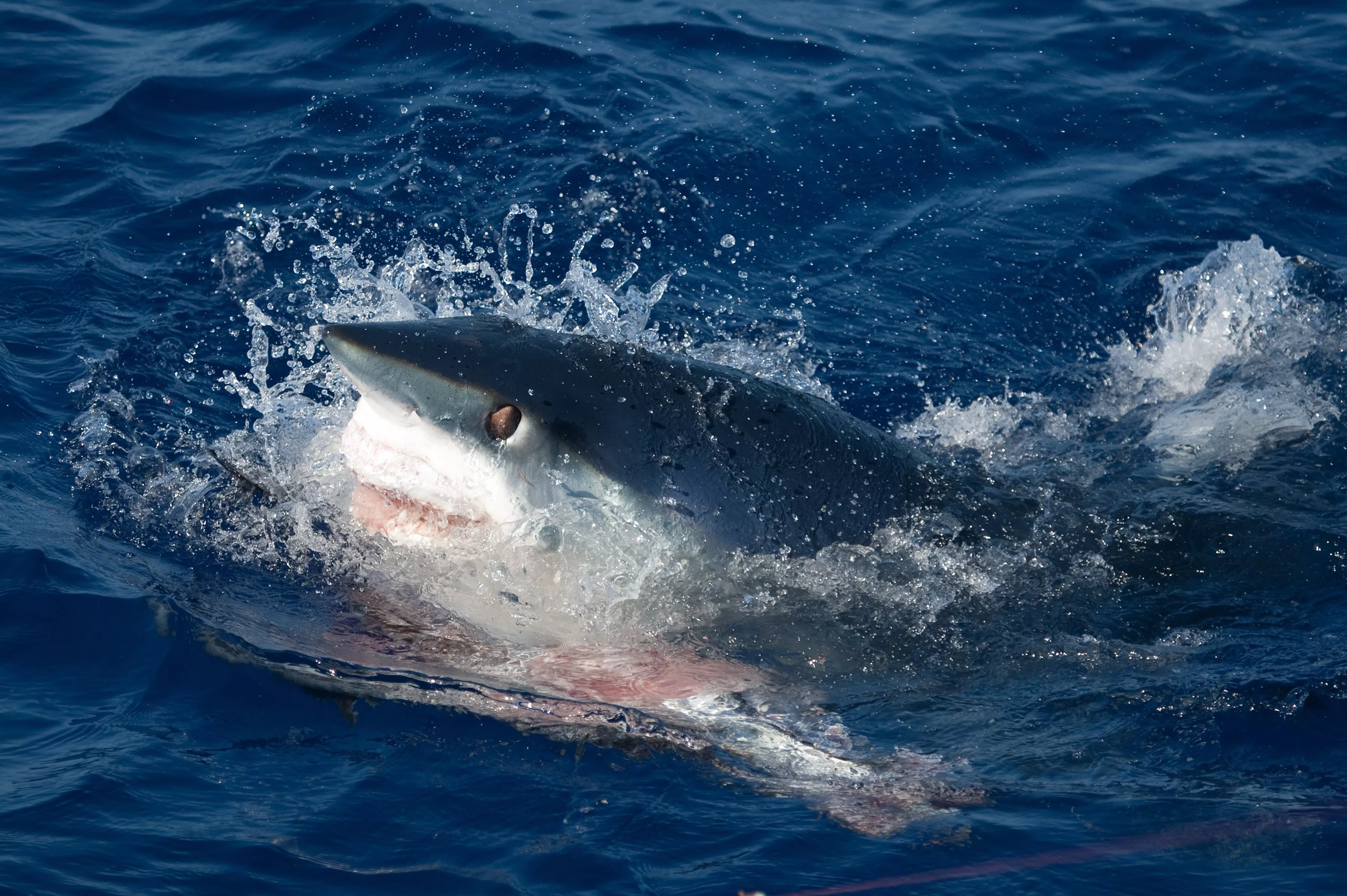 Great White Shark Bite Force