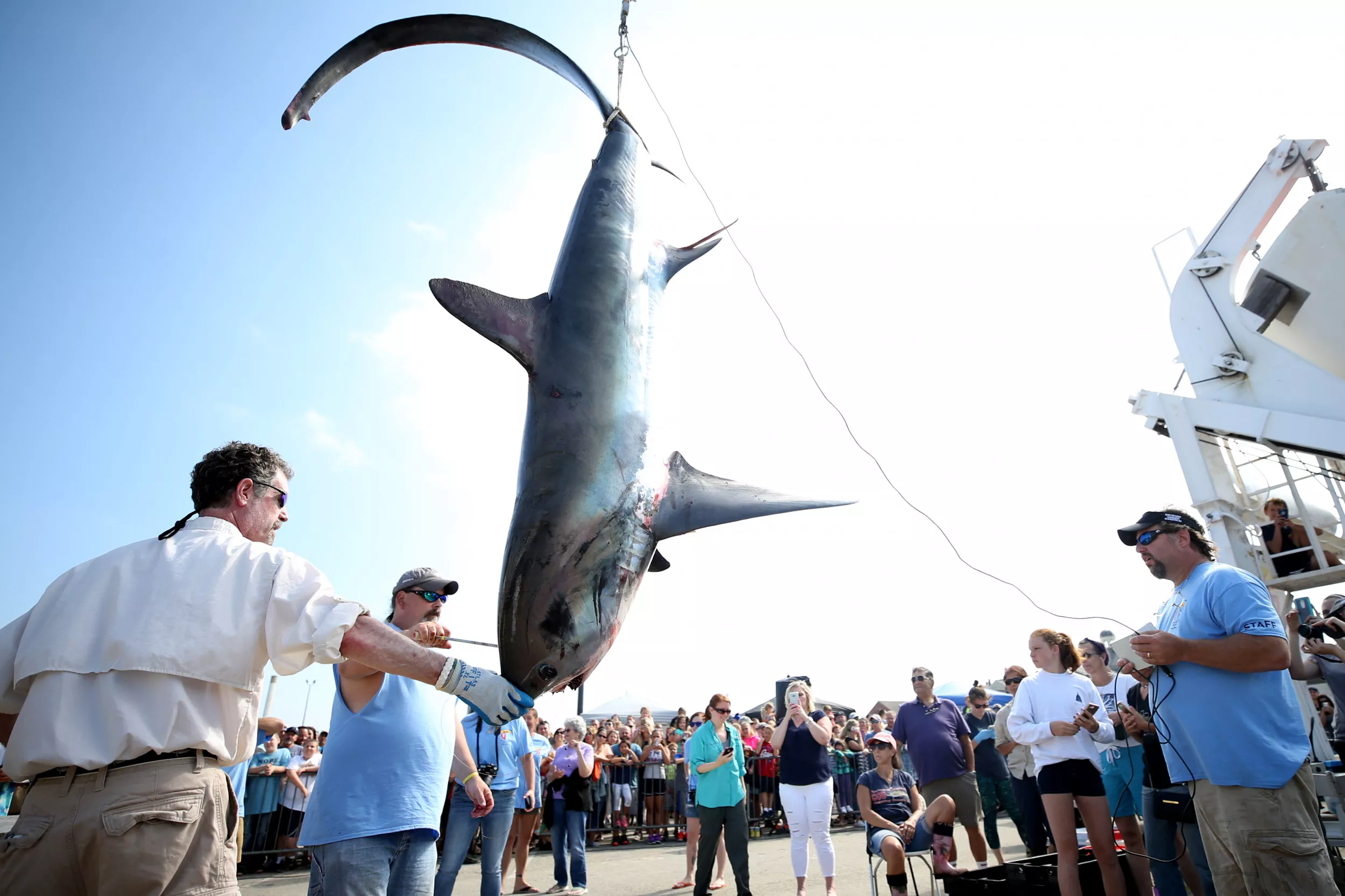 Corona Del Mar Beach Shark Sightings Shark Attacks Swimmer In Del Mar,