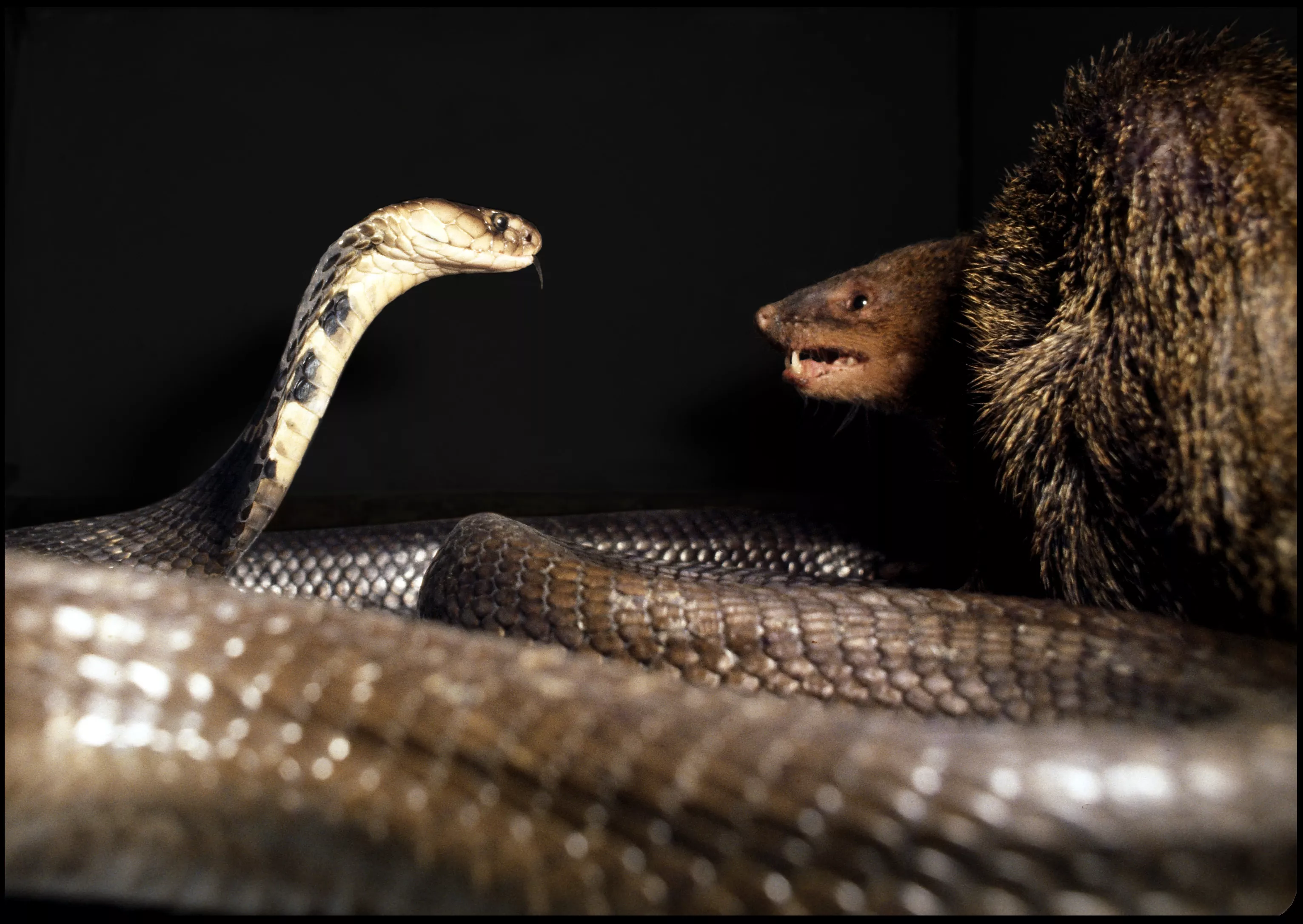 Snake vs Mongoose: ముంగిసను చూస్తే పాము ఎందుకు చుచ్చు పోసుకుంటుంది ...
