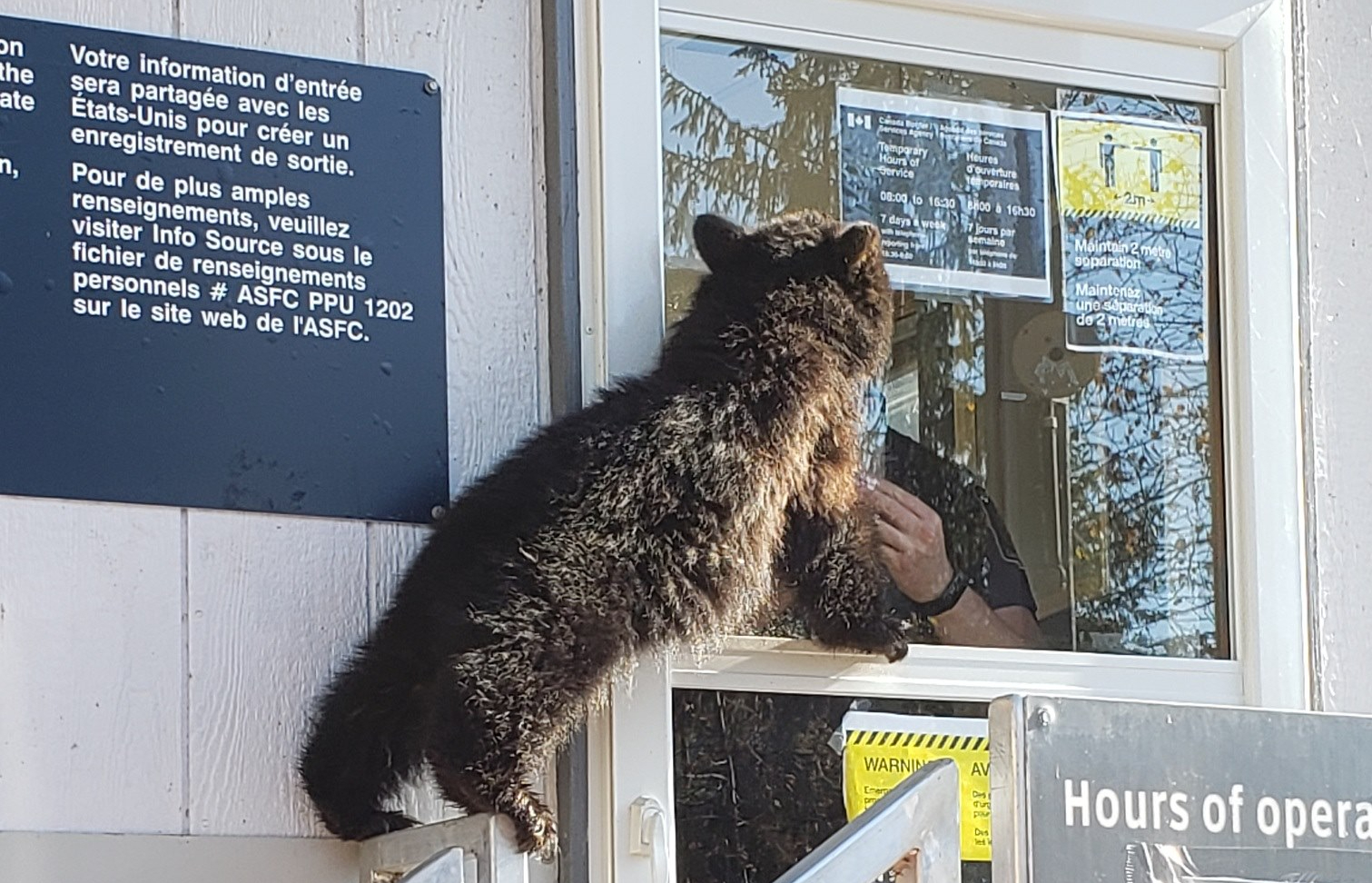 Bear Tries to Gain Entry to Canada from U.S. In 'Forceful Attempt' at ...