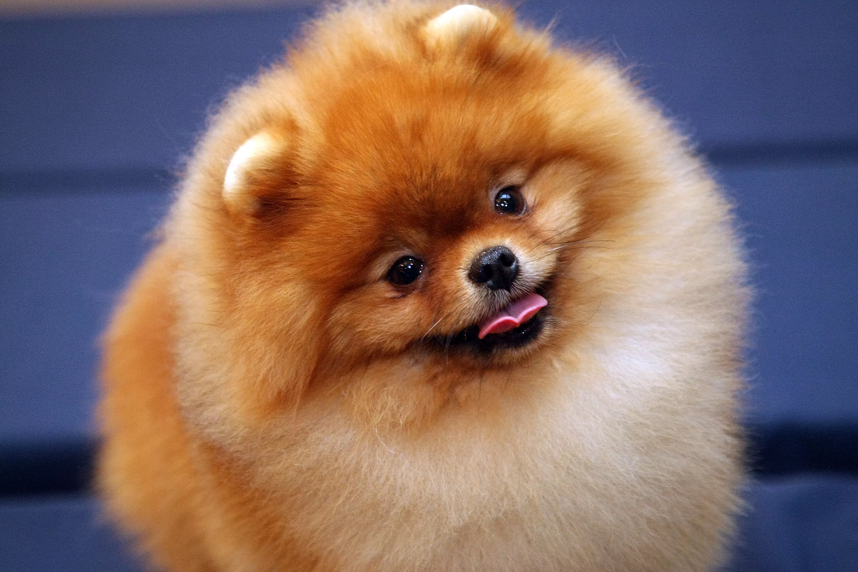 Orange Pomeranian Puppy