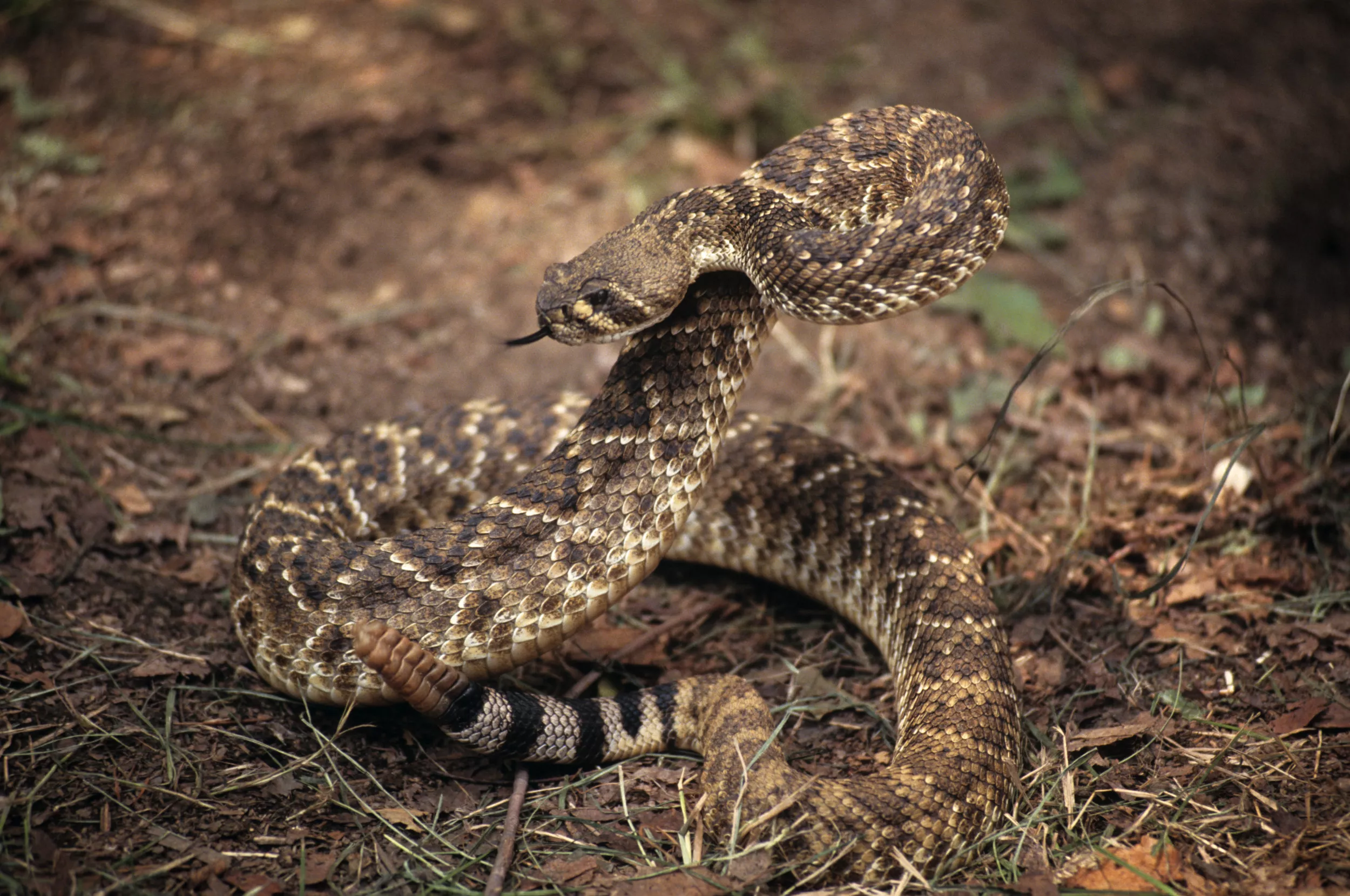 Western Diamondback Rattlesnake Wallpaper