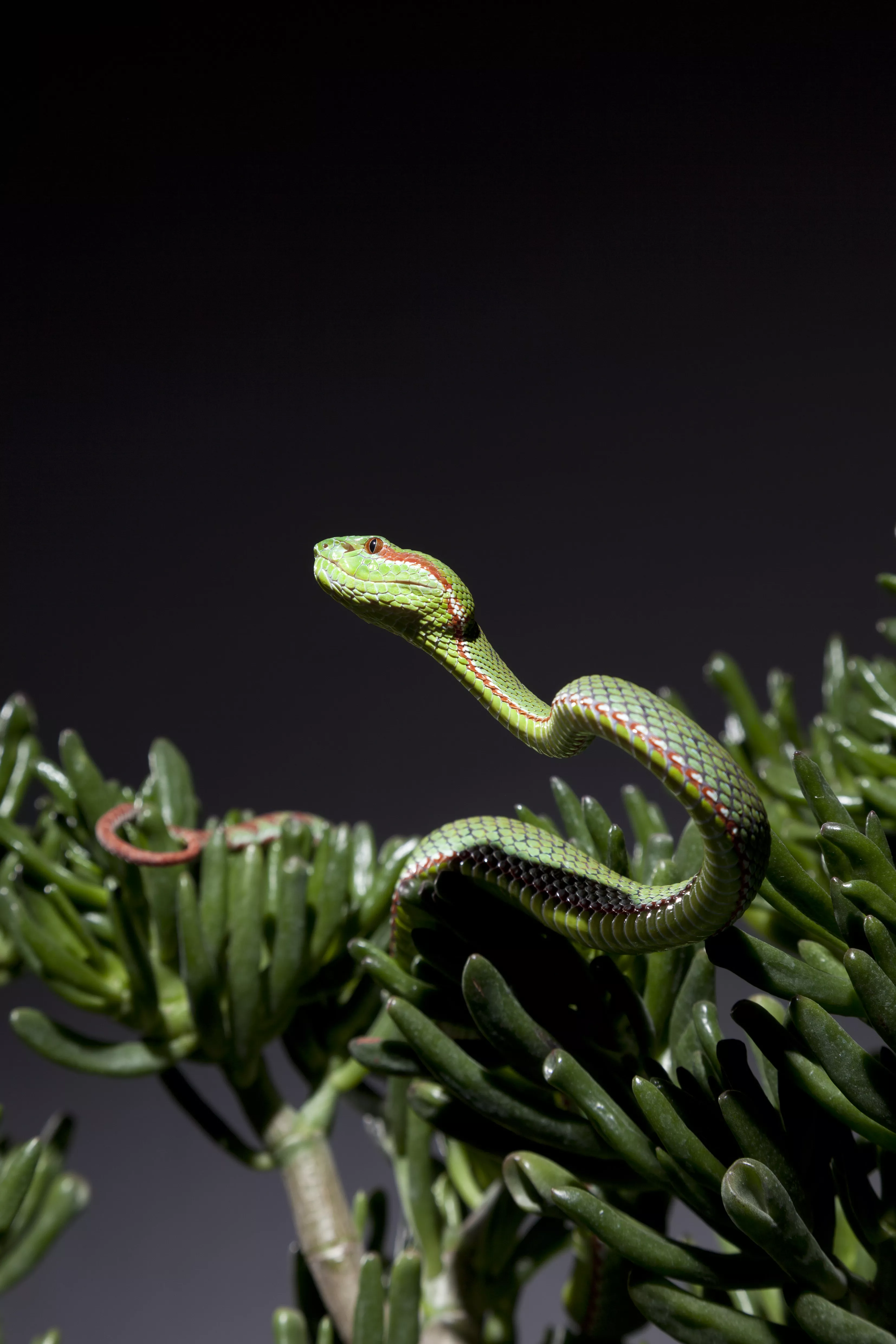Bush Viper Snake Wallpaper Hd