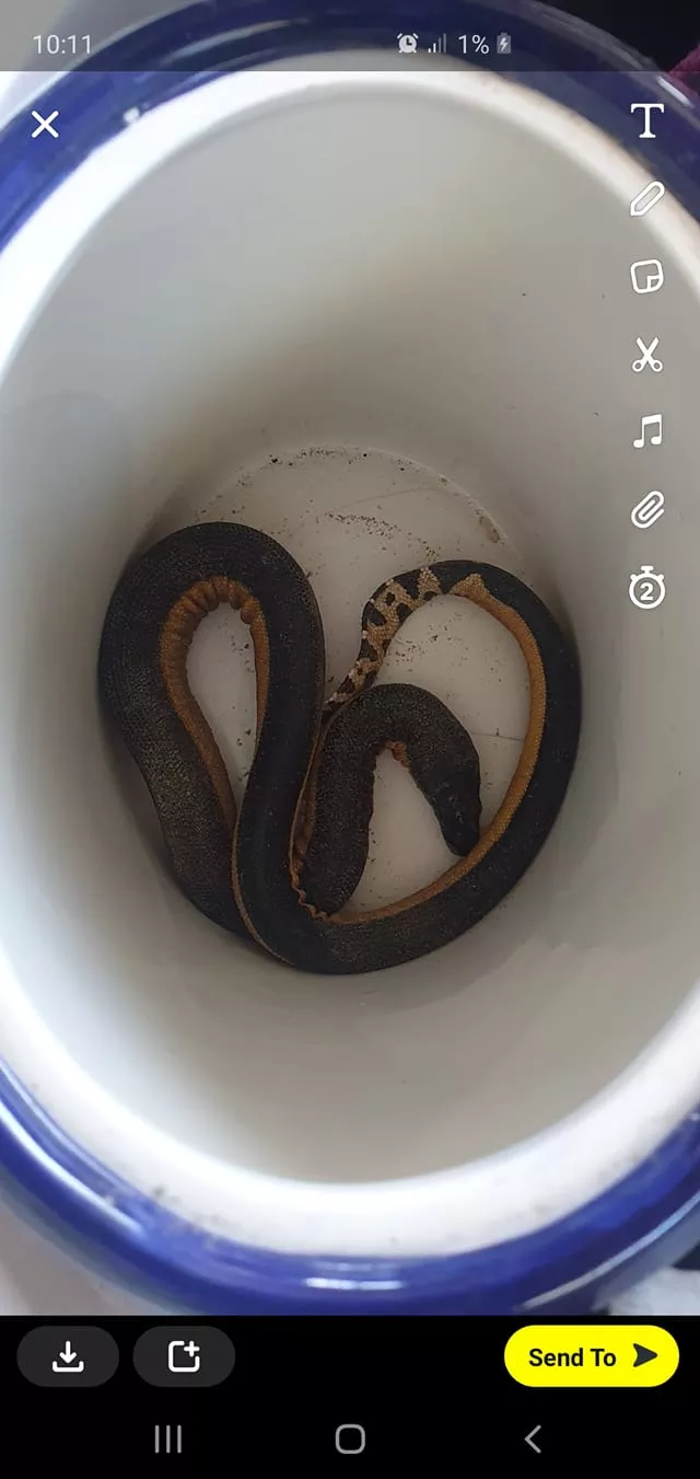 Yellow Bellied Sea Snake Fangs