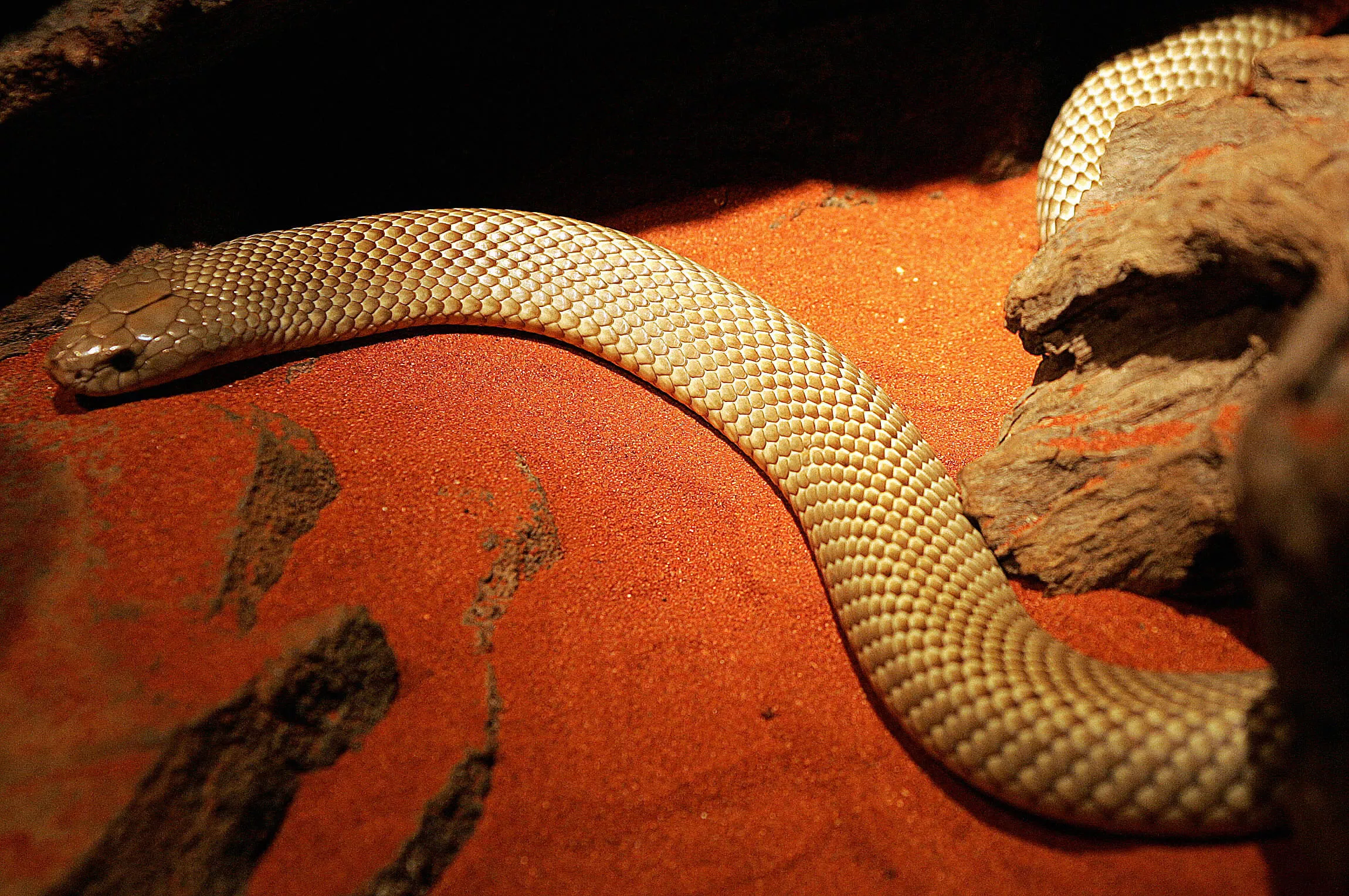 King Brown Snake
