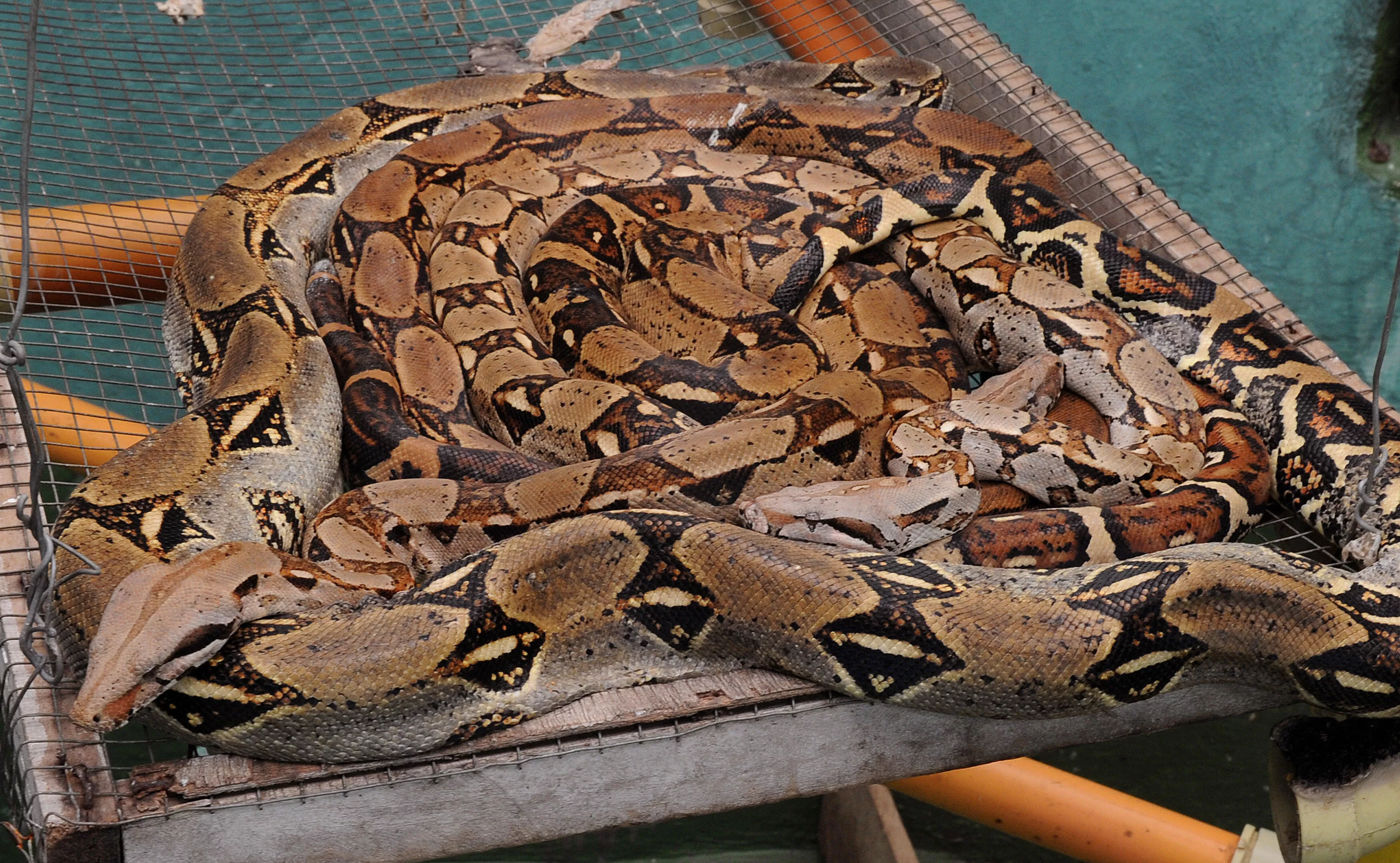 Boa Constrictor Spots
