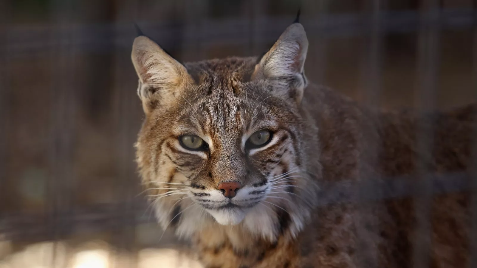 Bobcats In Tennessee: How Many Are There And Where Do They, 55% OFF Bobcats In Tennessee: How Many Are There And Where Do They, 55% OFF