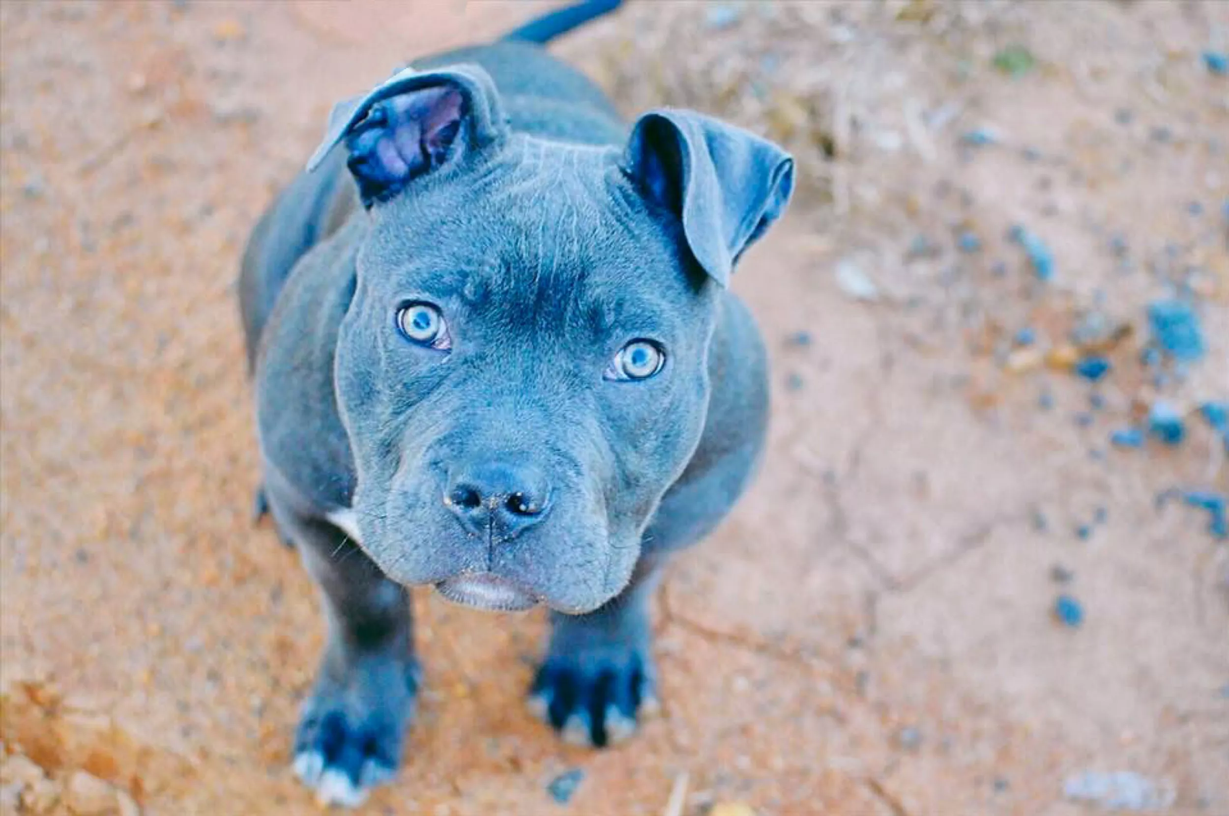 Gray Pitbull With Blue Eyes