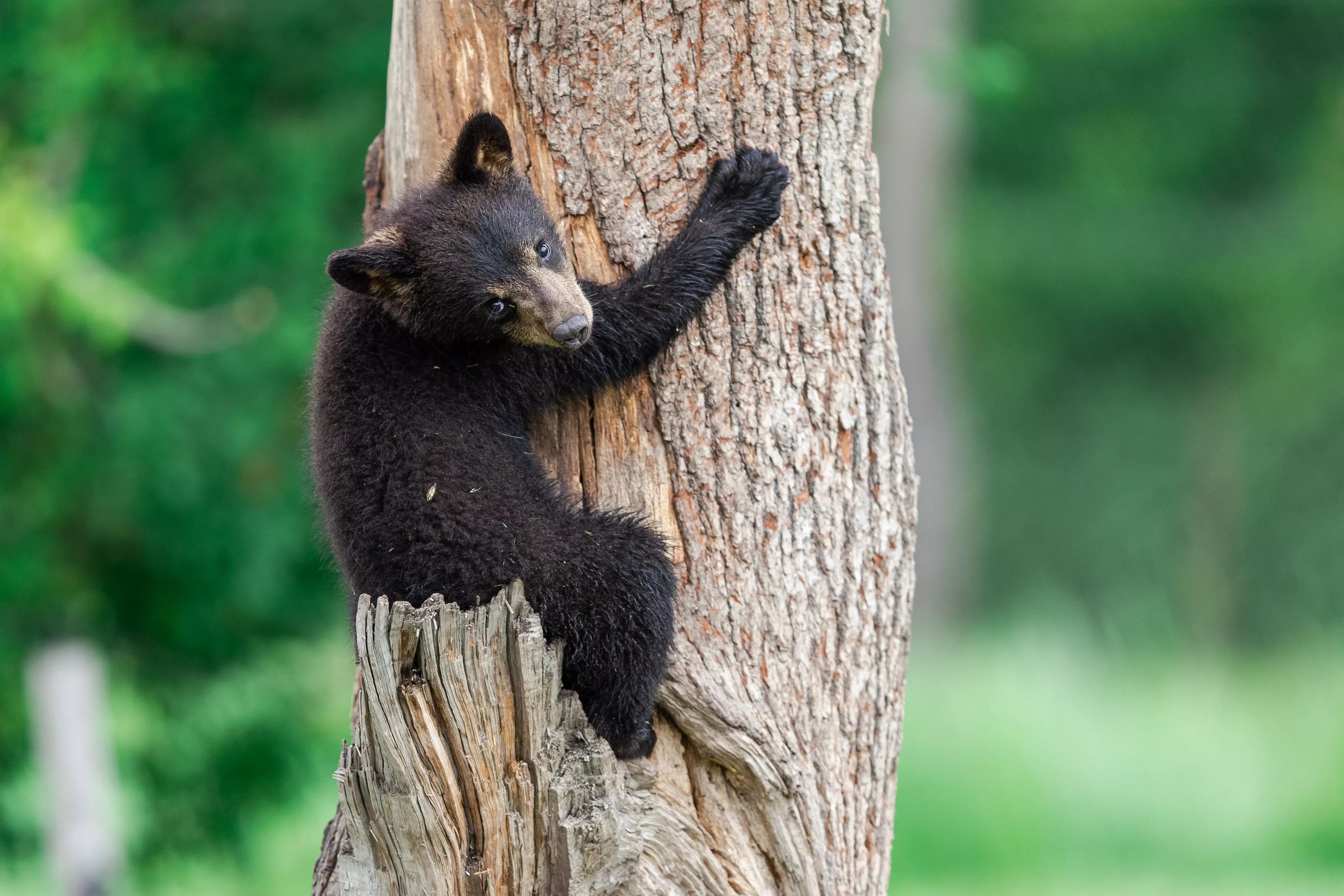 Baby Bear In Tree