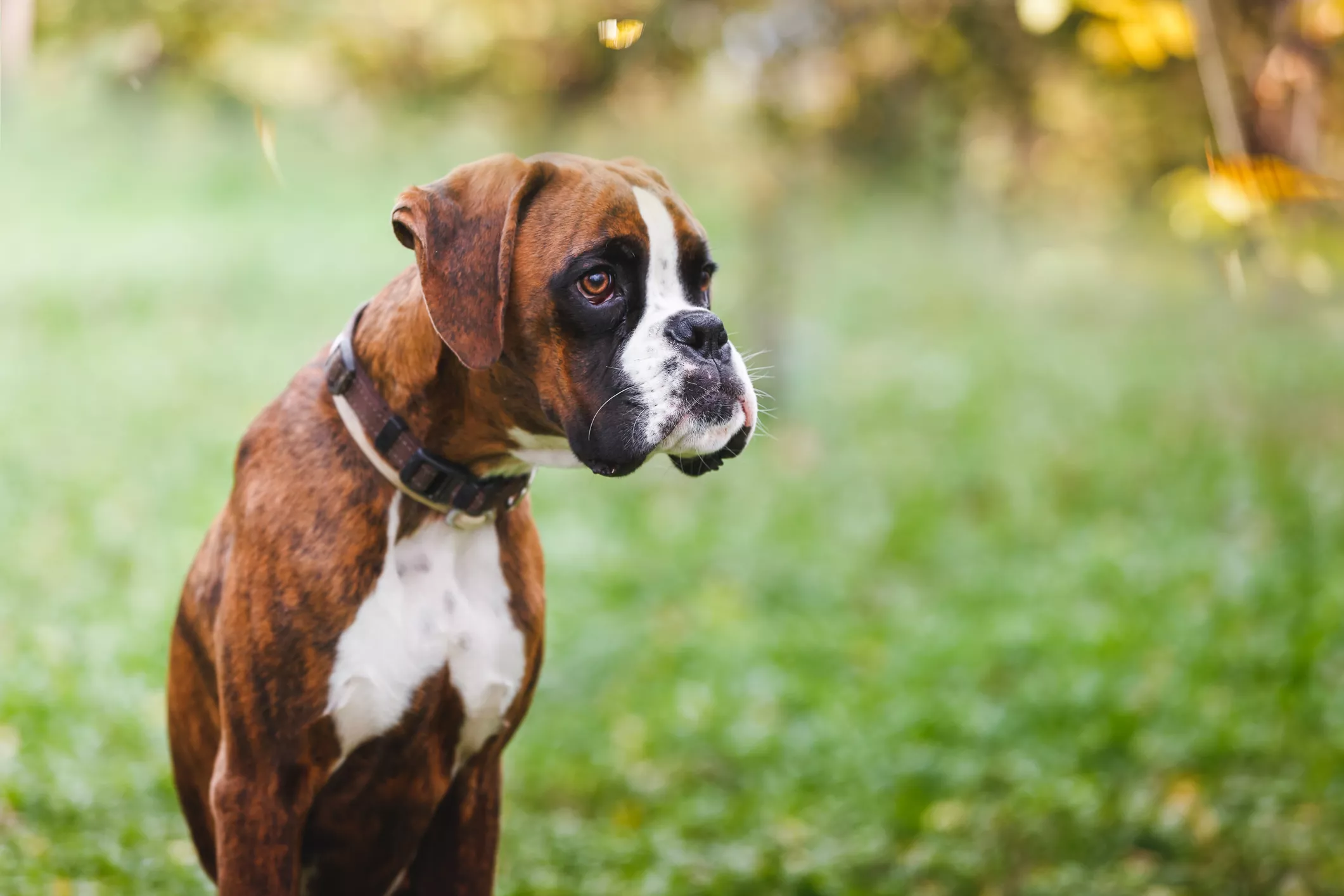 Miniature Boxer Dog Breed