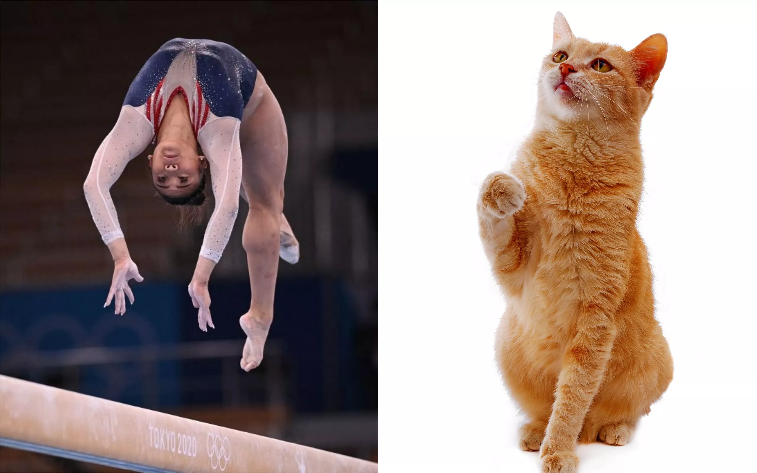 Cats Doing Gymnastics