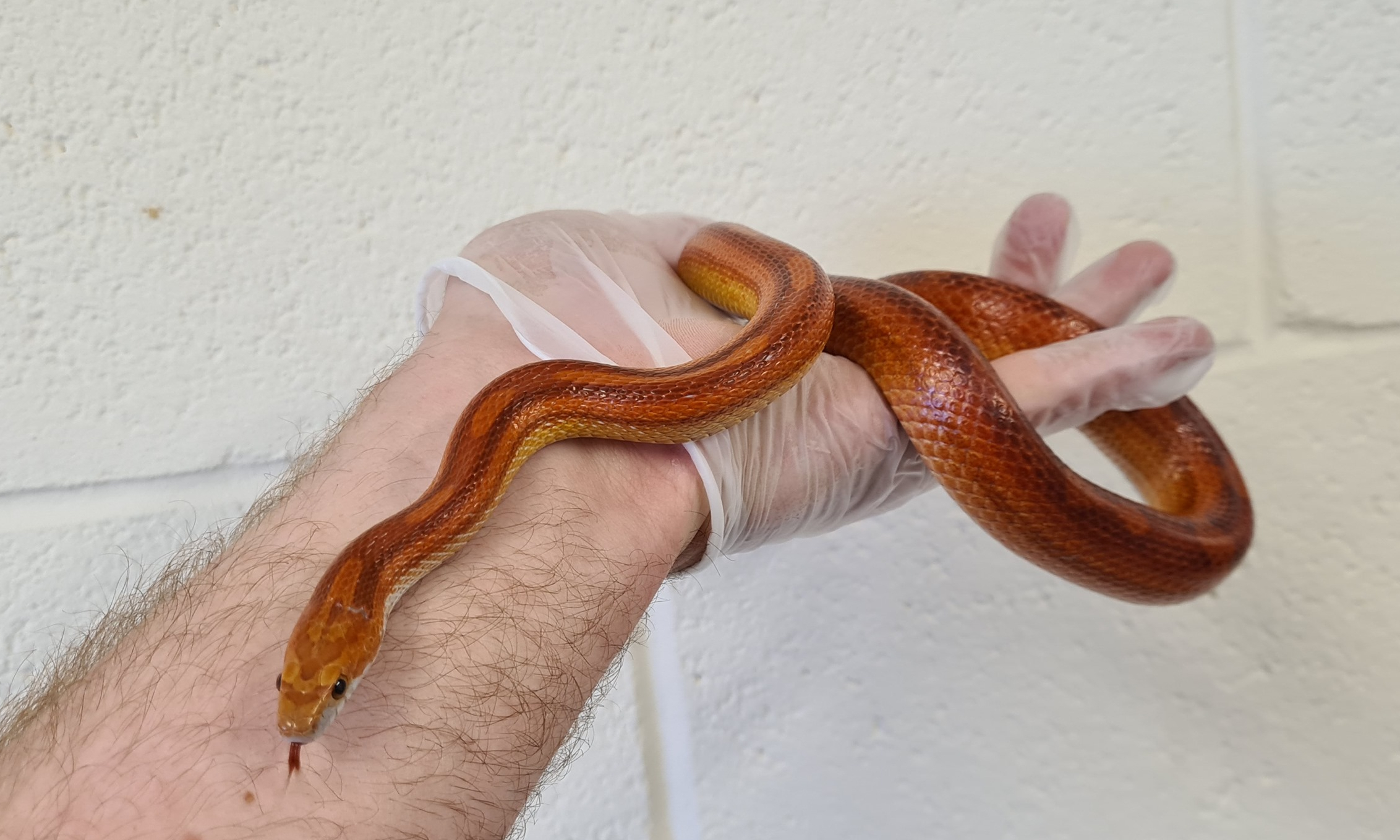 American Species of Snake Found Slithering Around Scottish High Rise ...