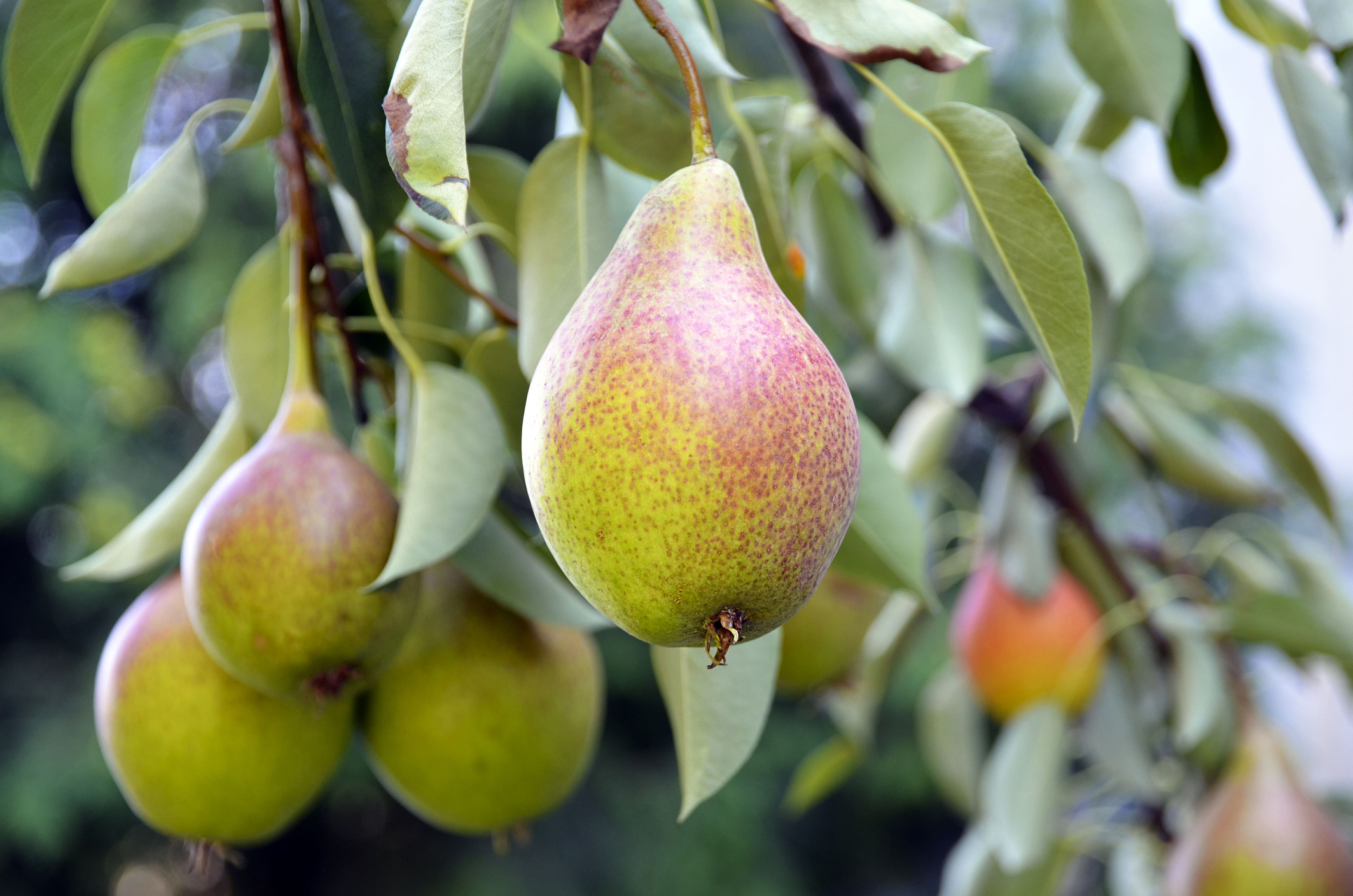 'Stress' From Children Throwing Pears at Home Contributed to Woman's Death