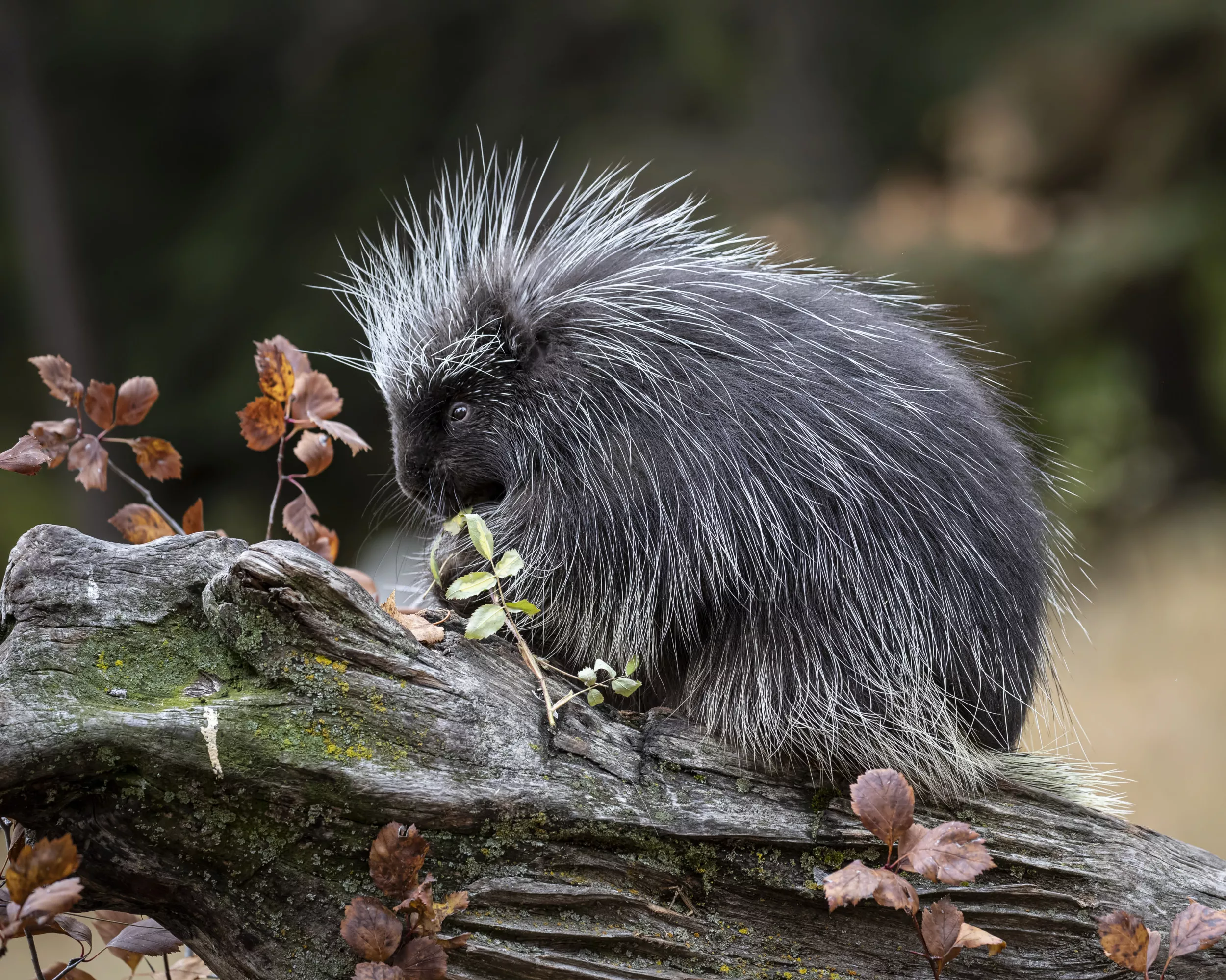 Porcupine Quills Barbs