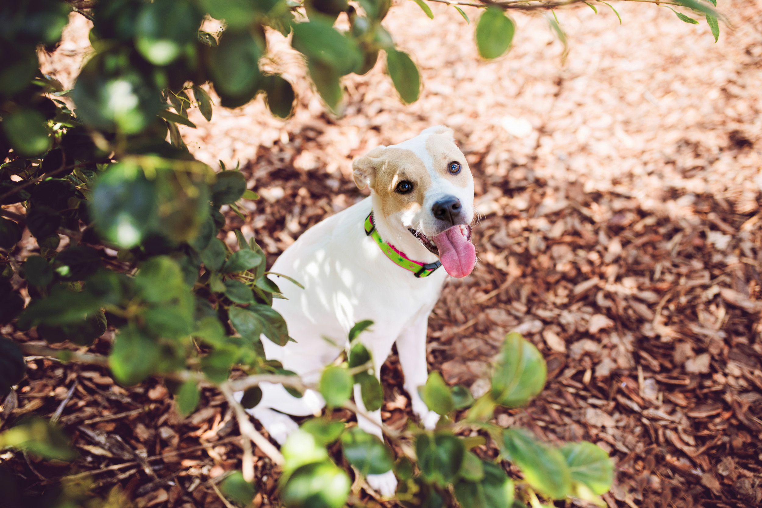 Dog That Jumps Like a Frog Leaves Internet Confused - Newsweek