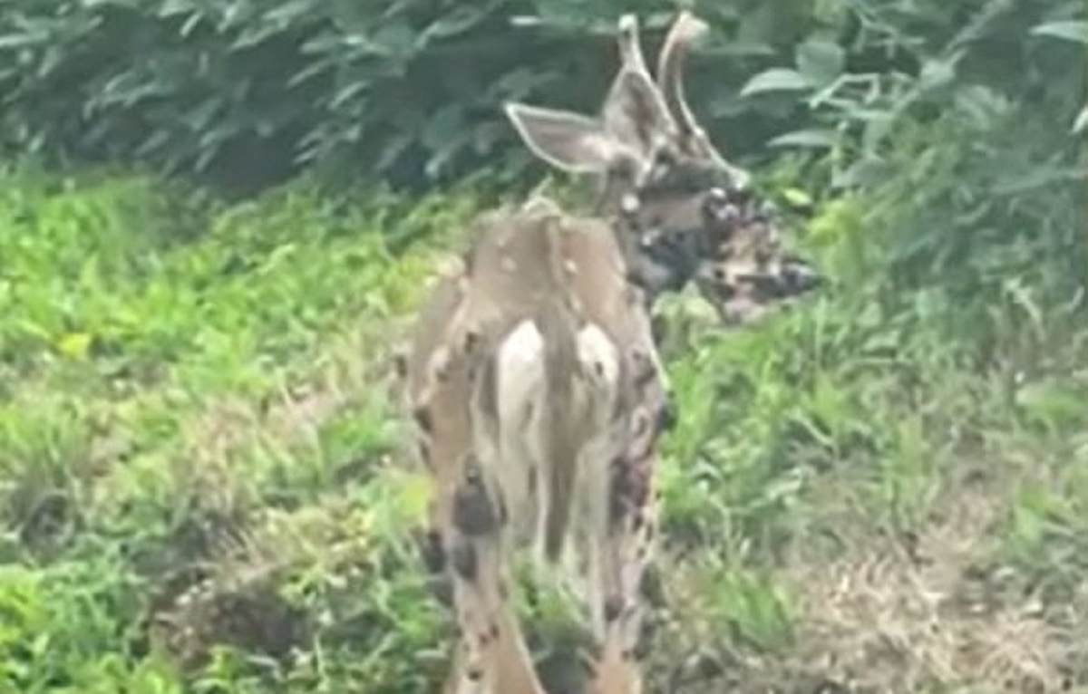 Deer Disfigured by Facial Warts, Shown in Viral Video, Could Be Put ...